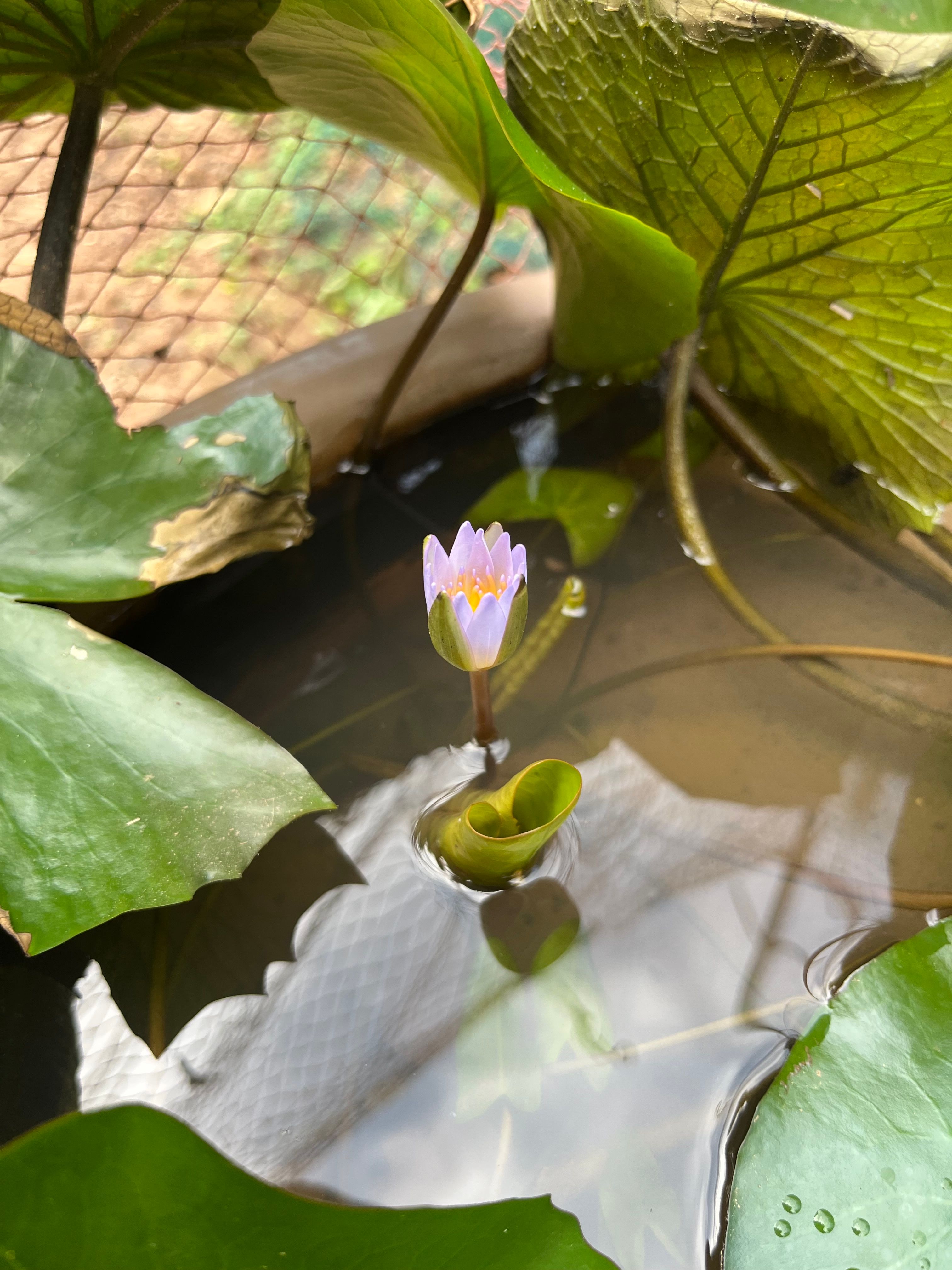 Lotus Related Pic Photos, Download The BEST Free Lotus Related Pic ...