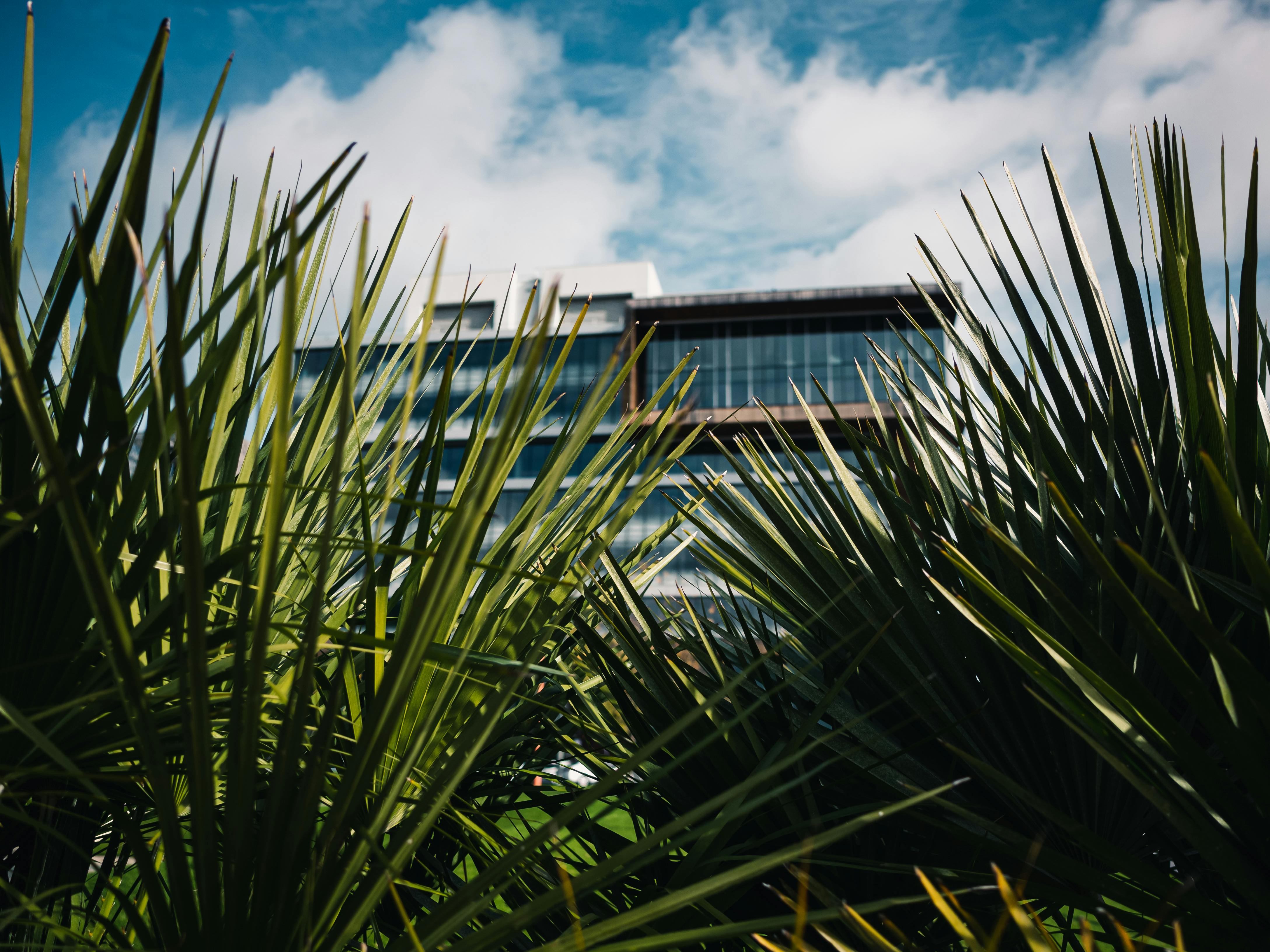 Grasses with Building behind · Free Stock Photo