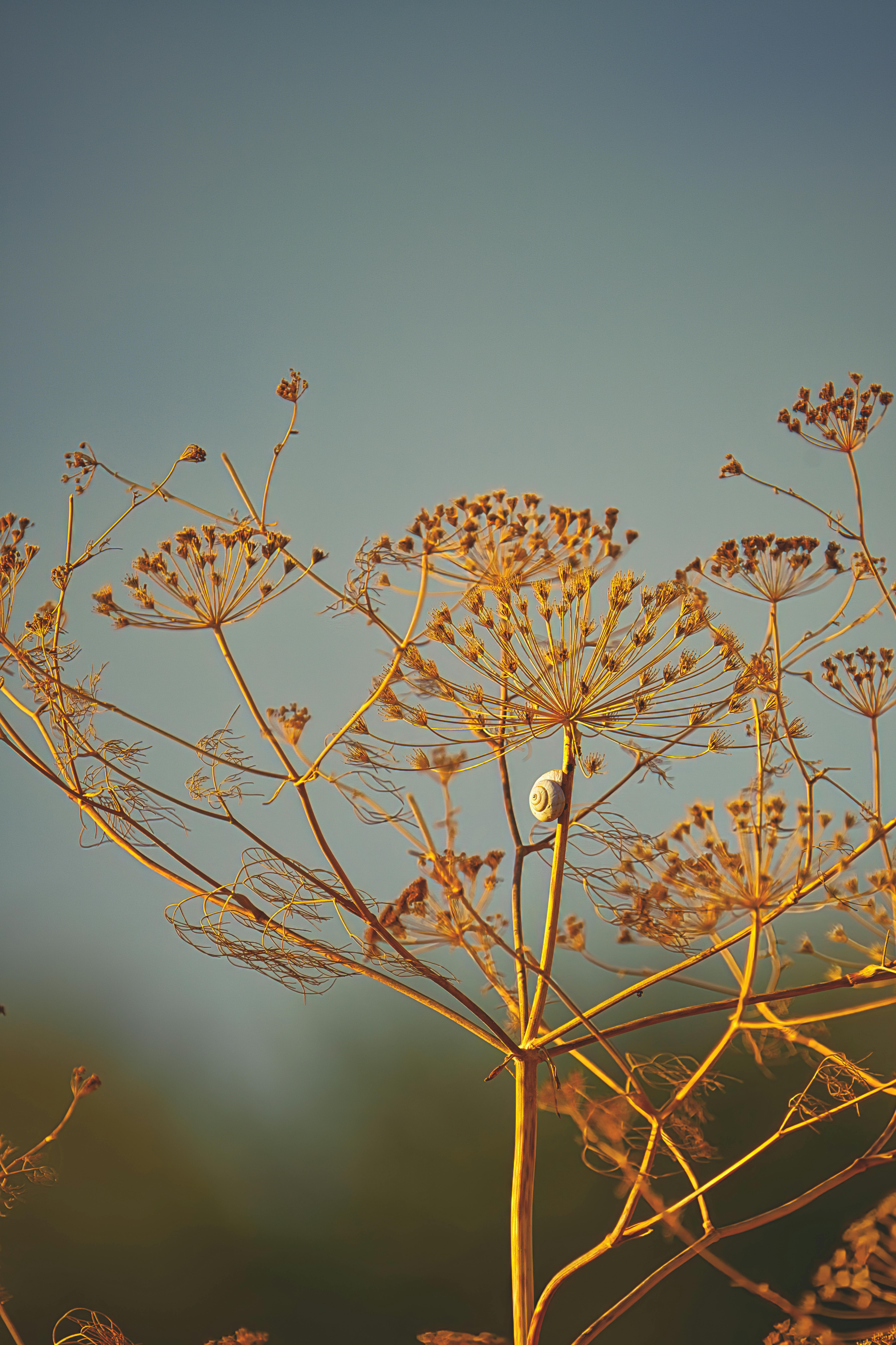 Plant with Delicate Twigs · Free Stock Photo