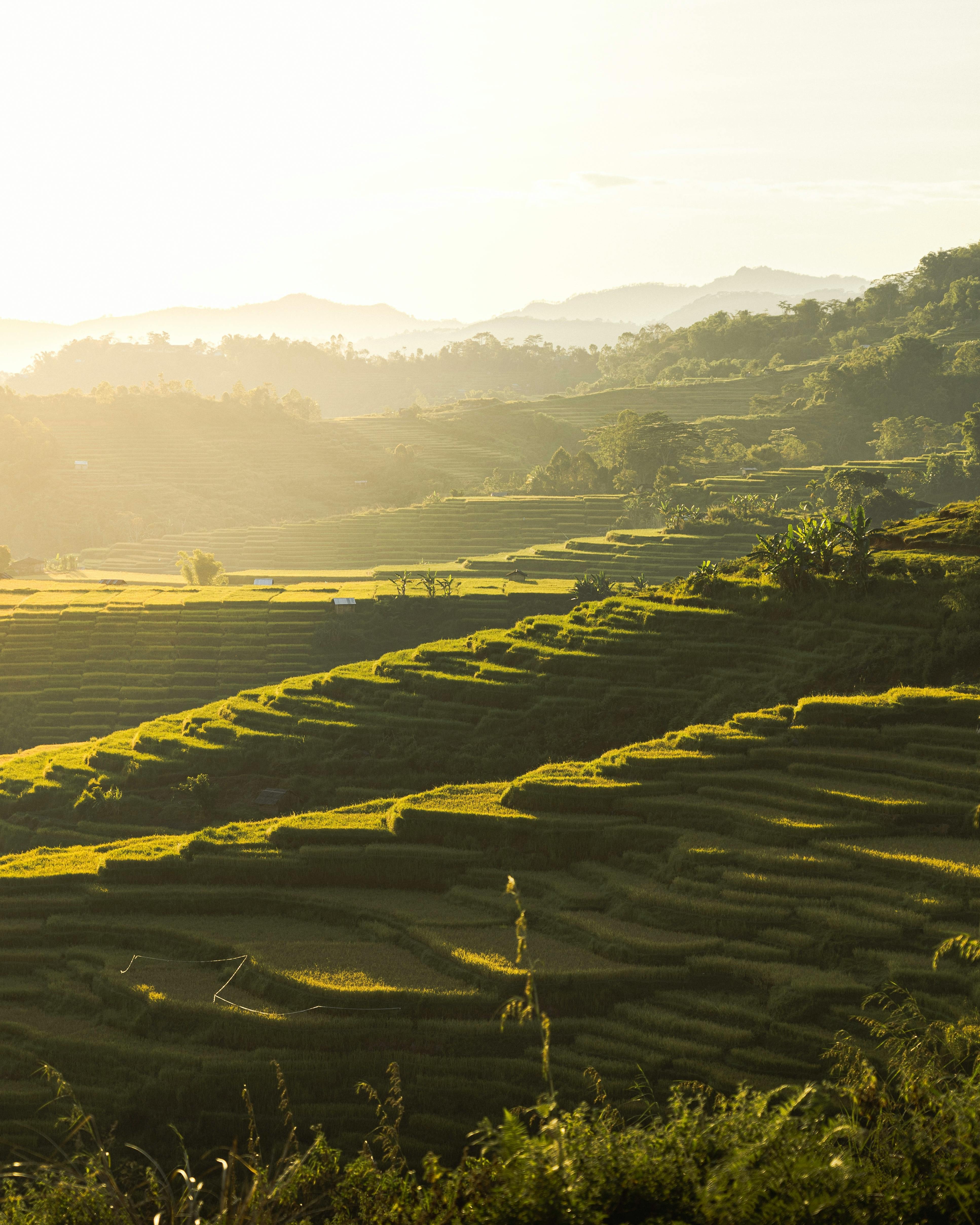 Green Rice Field · Free Stock Photo