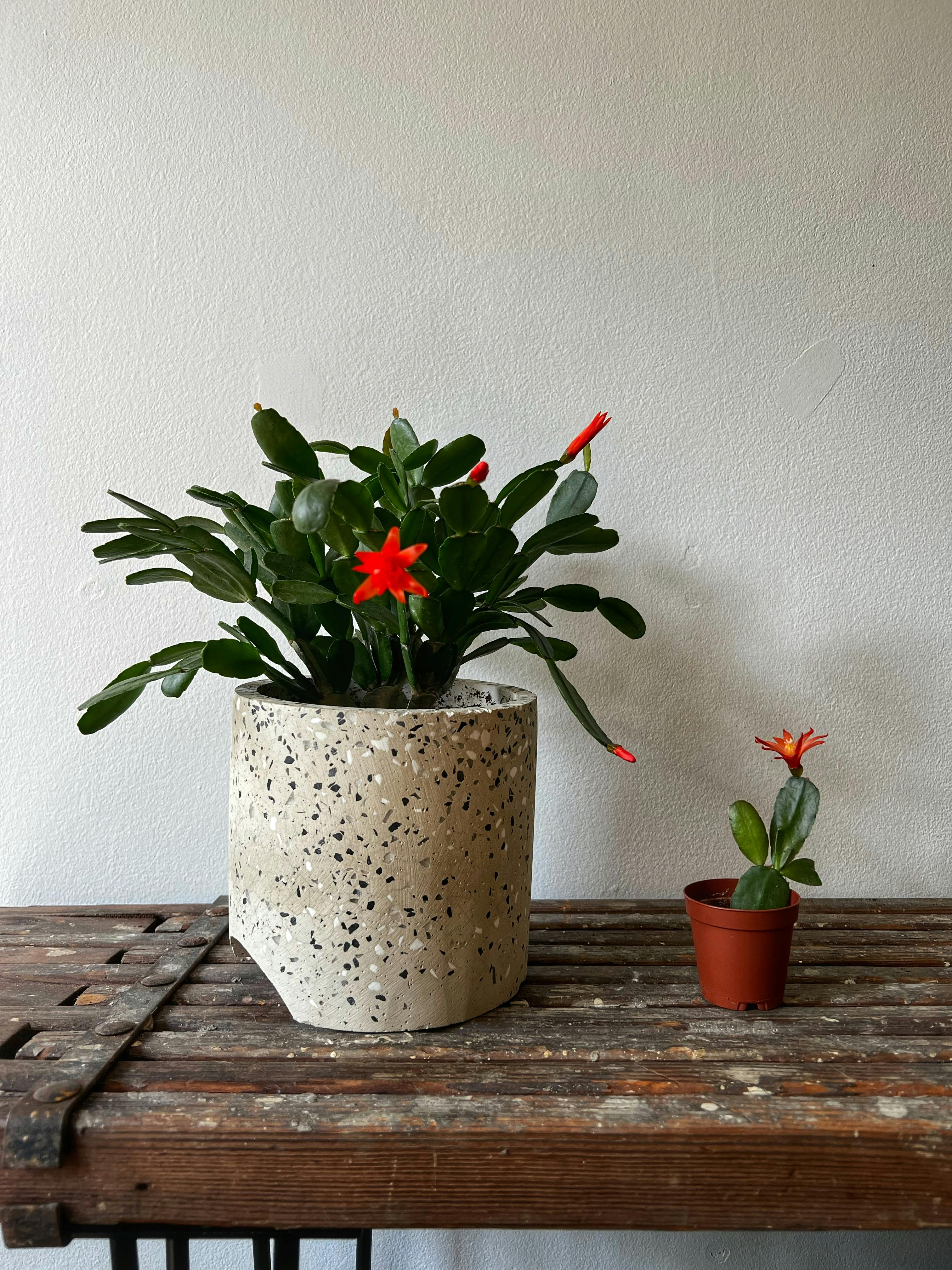 Plants in a Pot · Free Stock Photo