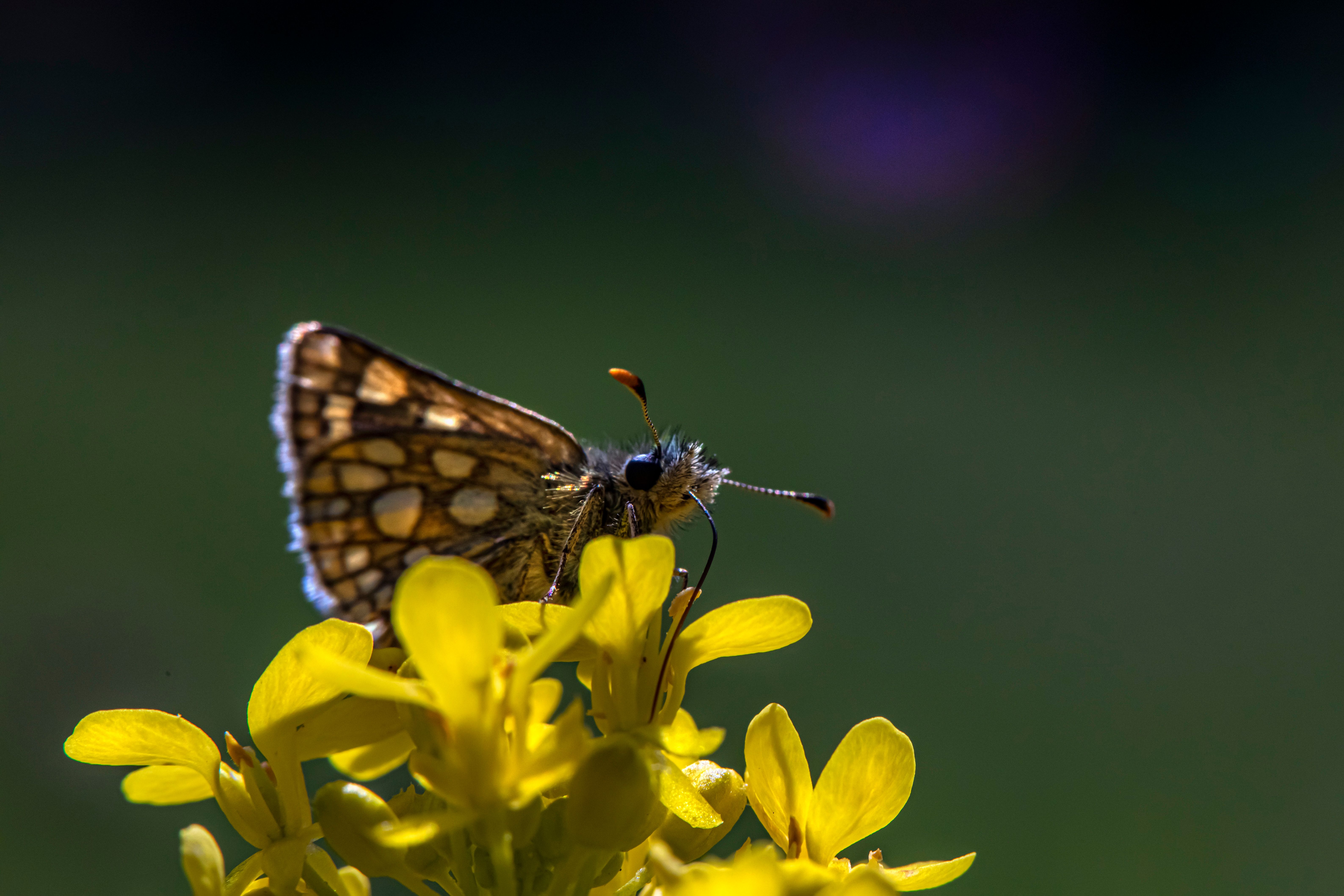 Alone Butterfly Photos, Download The BEST Free Alone Butterfly Stock ...