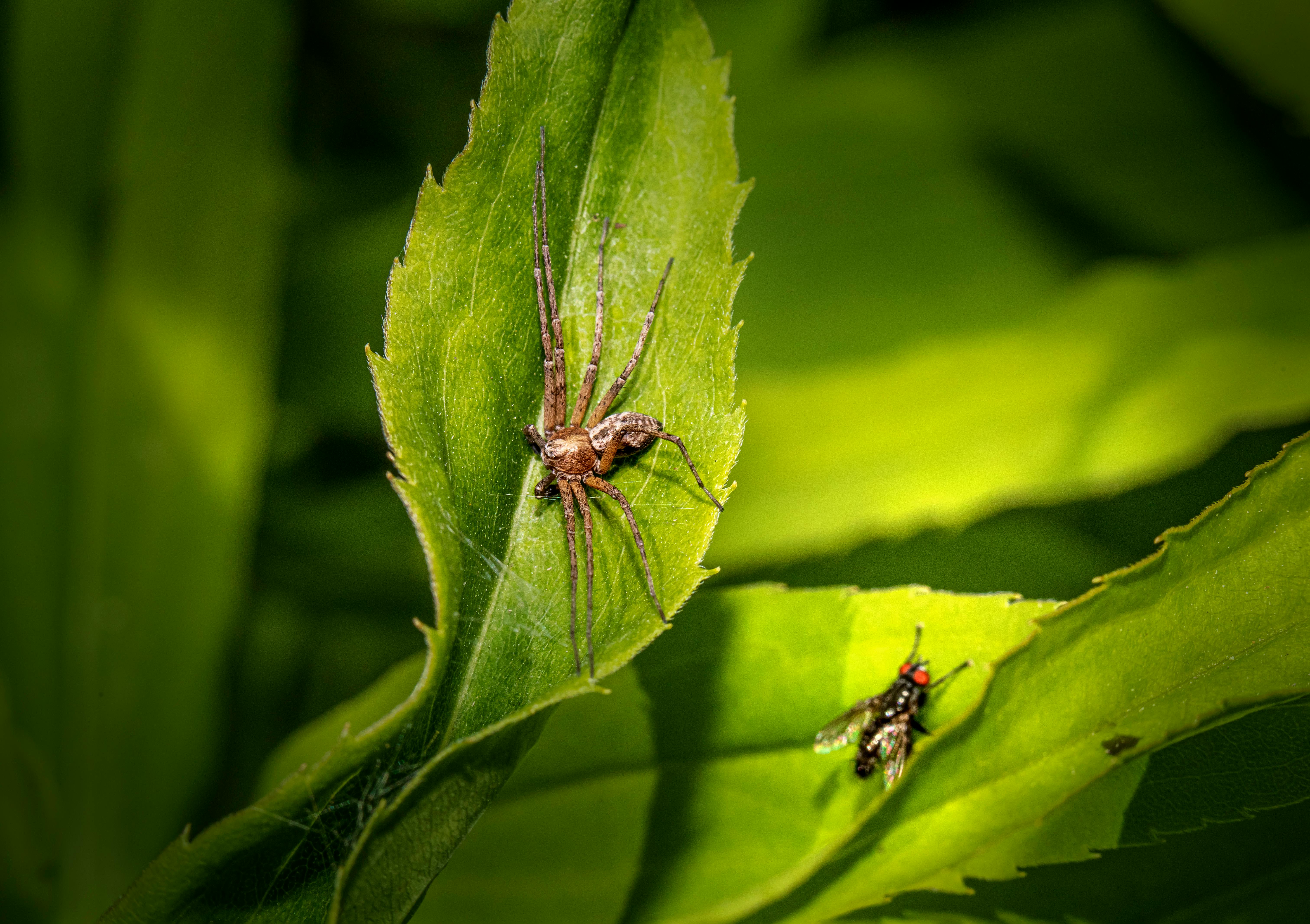 Spider and Fly on Leaves · Free Stock Photo