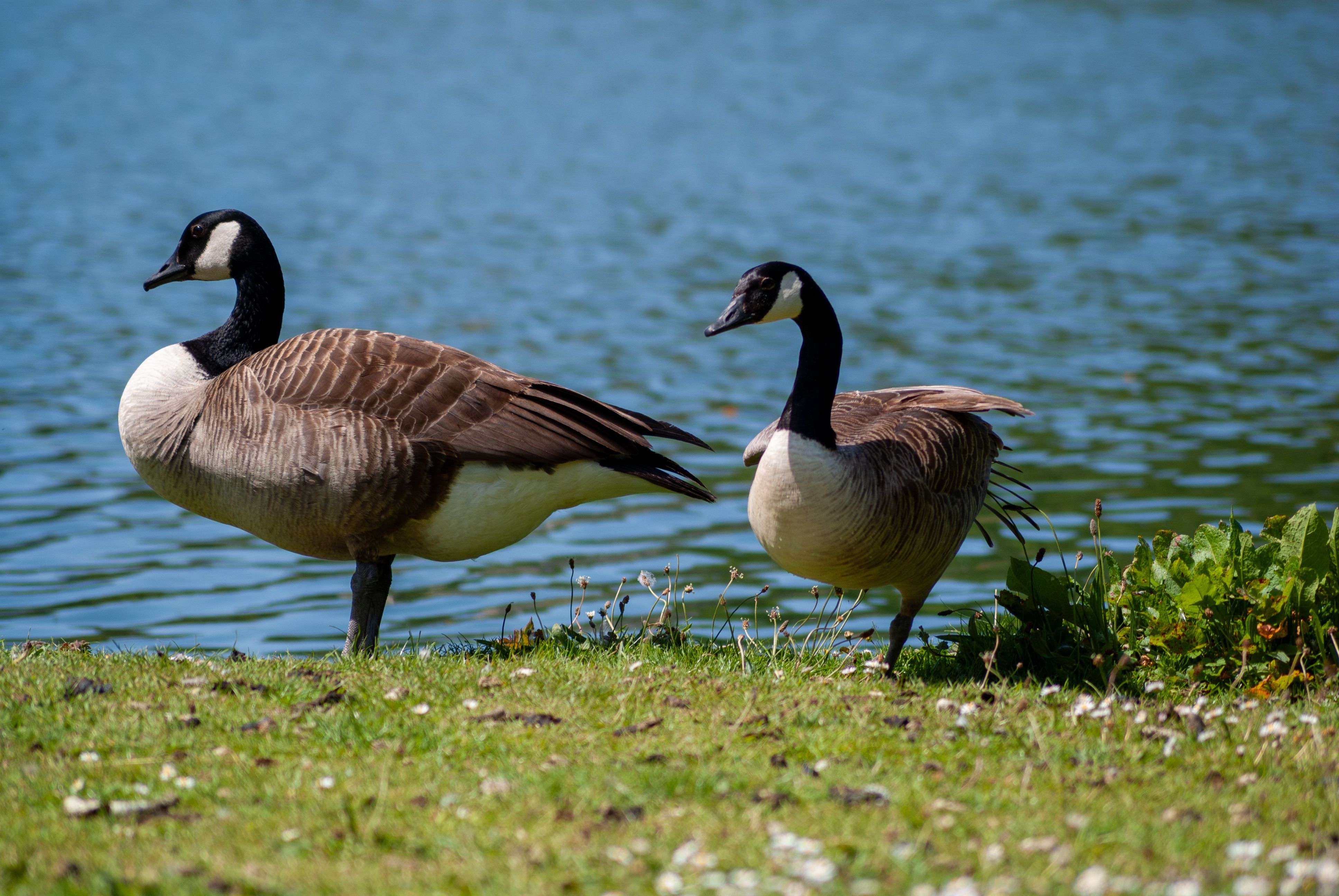 Colombian Birds Photos, Download The BEST Free Colombian Birds Stock ...