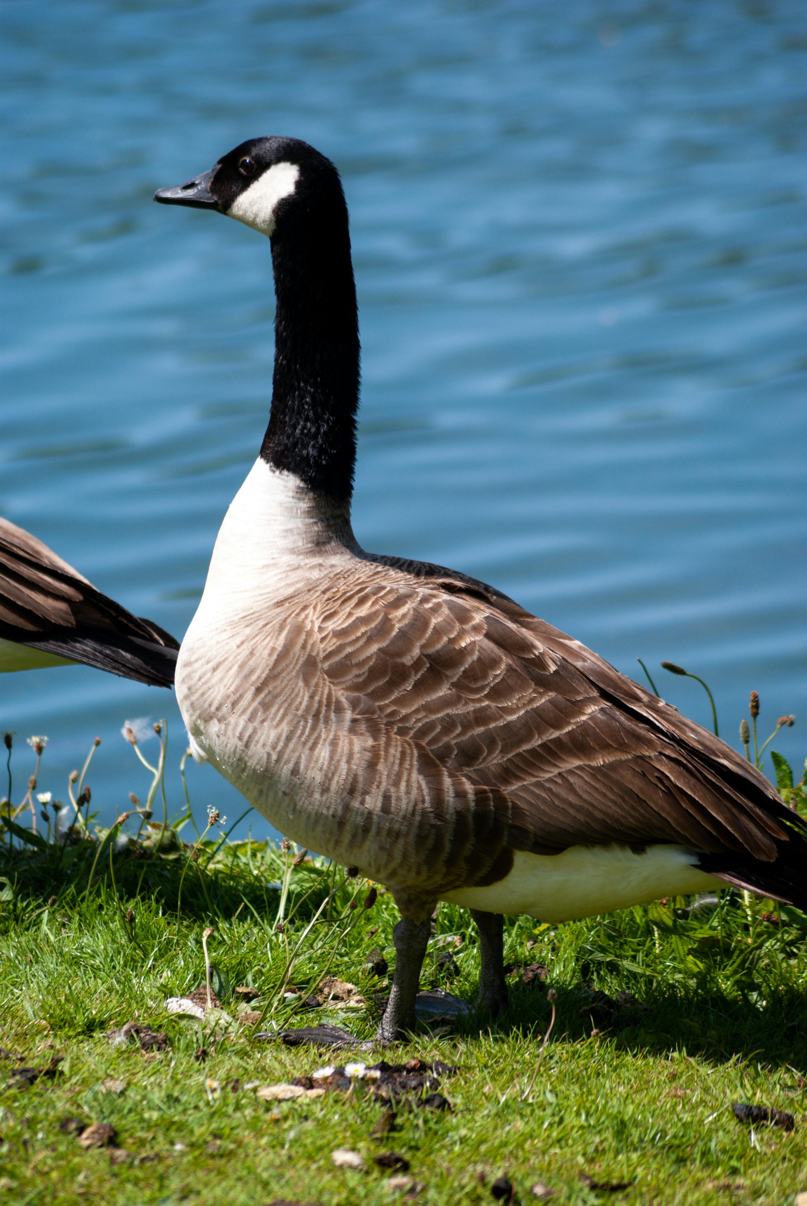 Close-up of a Canada Goose · Free Stock Photo