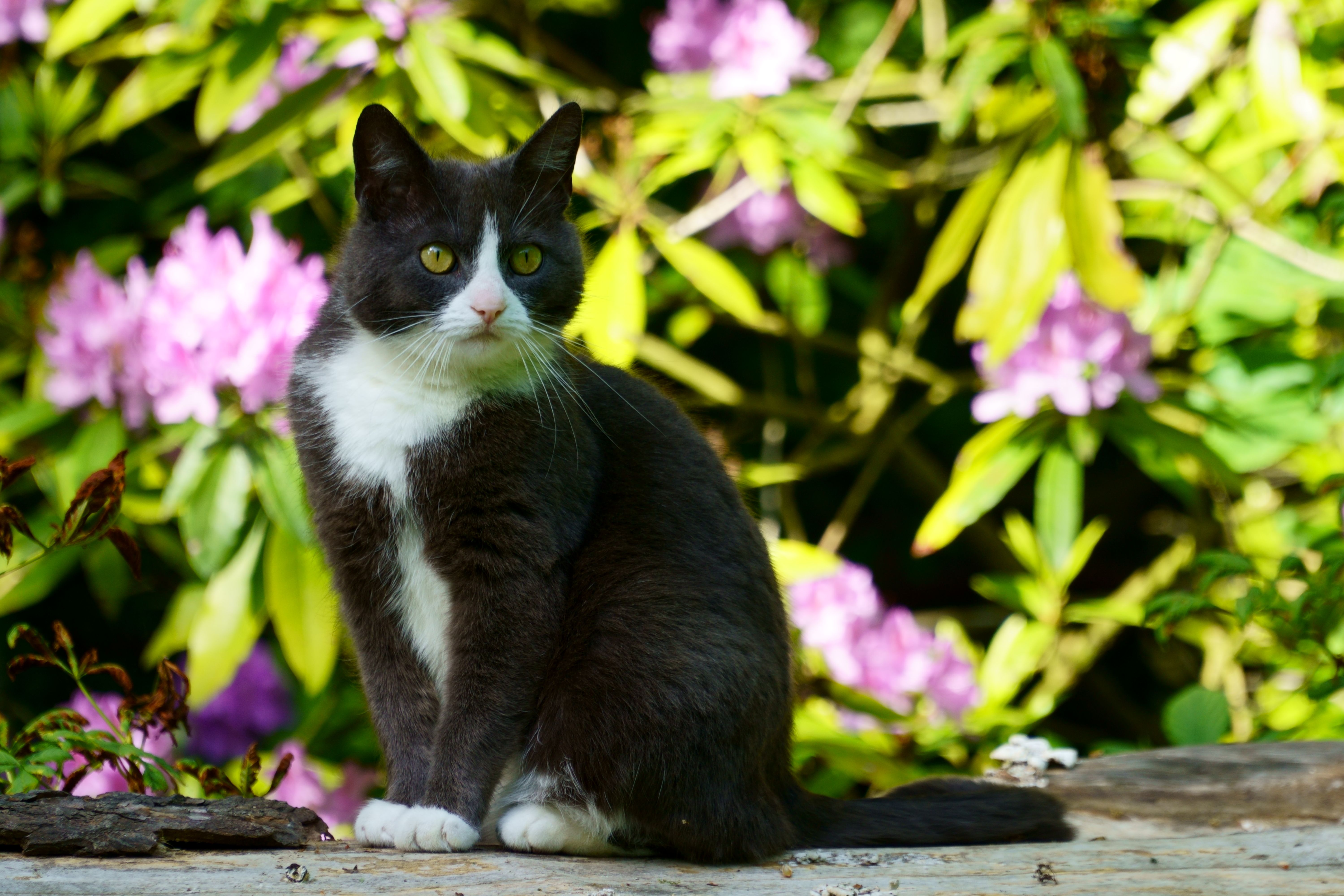 Lovable Photos, Download The BEST Free Lovable Stock Photos & HD Images