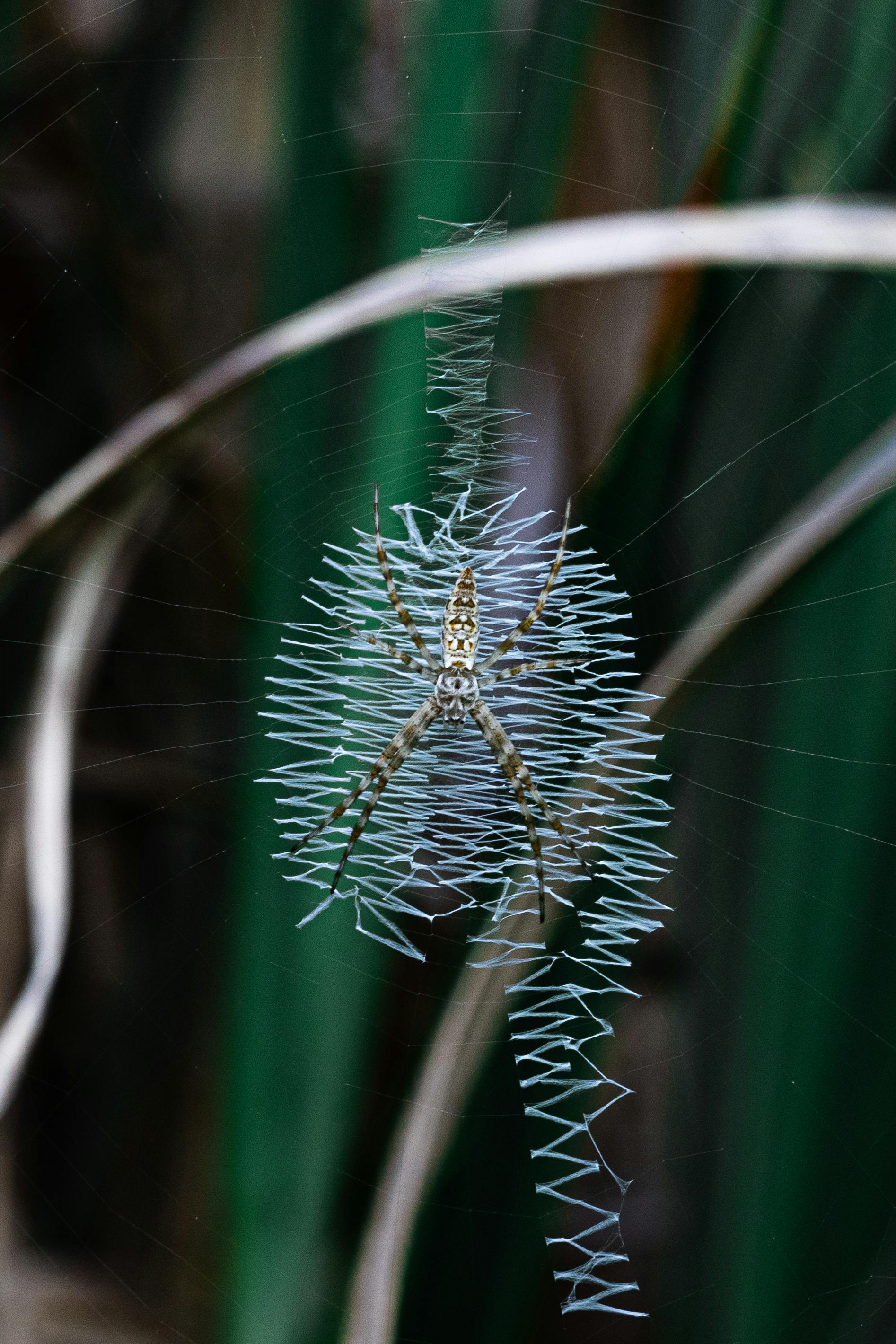 A spider web with a long strand of thread · Free Stock Photo