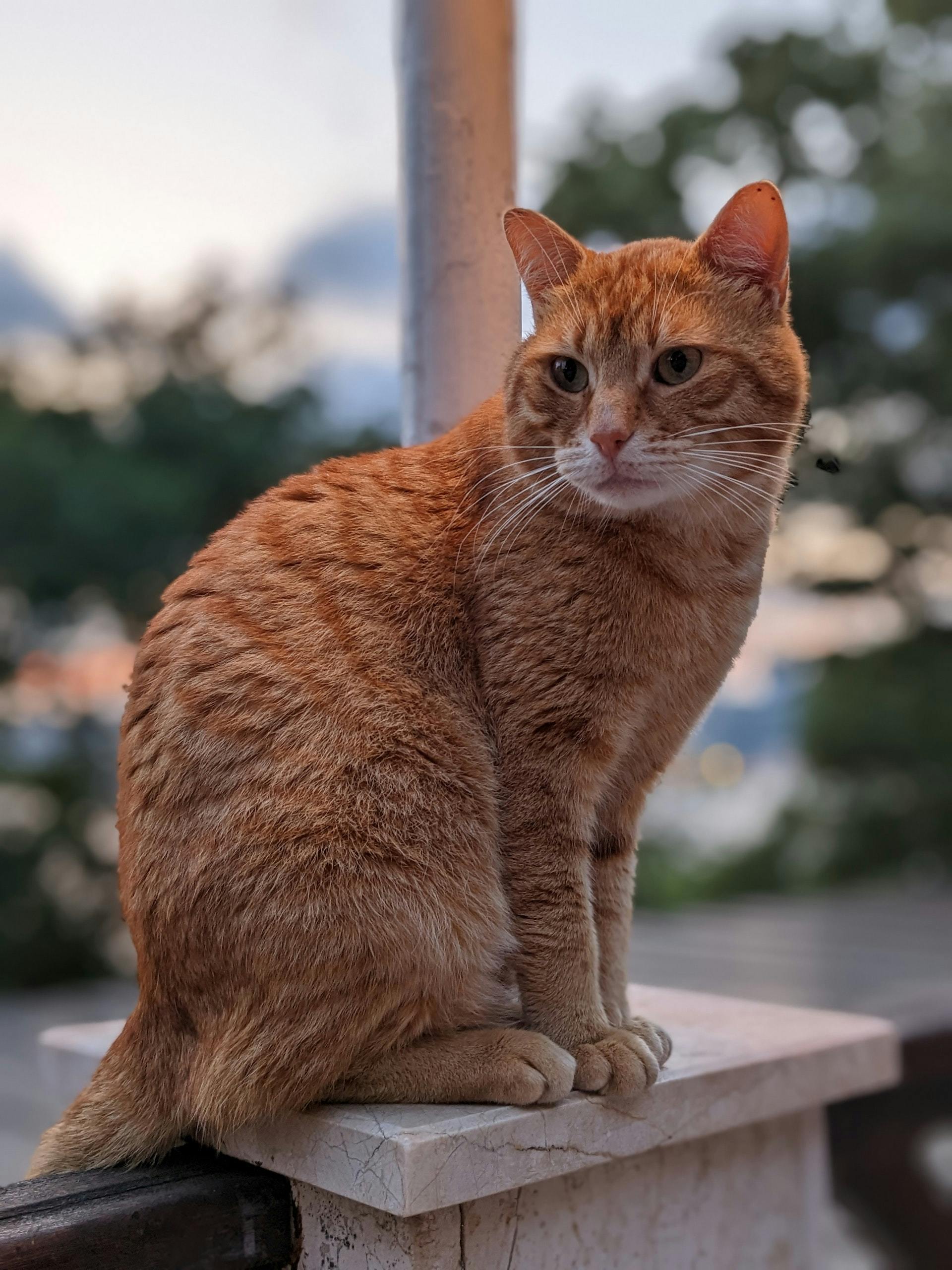 Downy Ginger Cat · Free Stock Photo