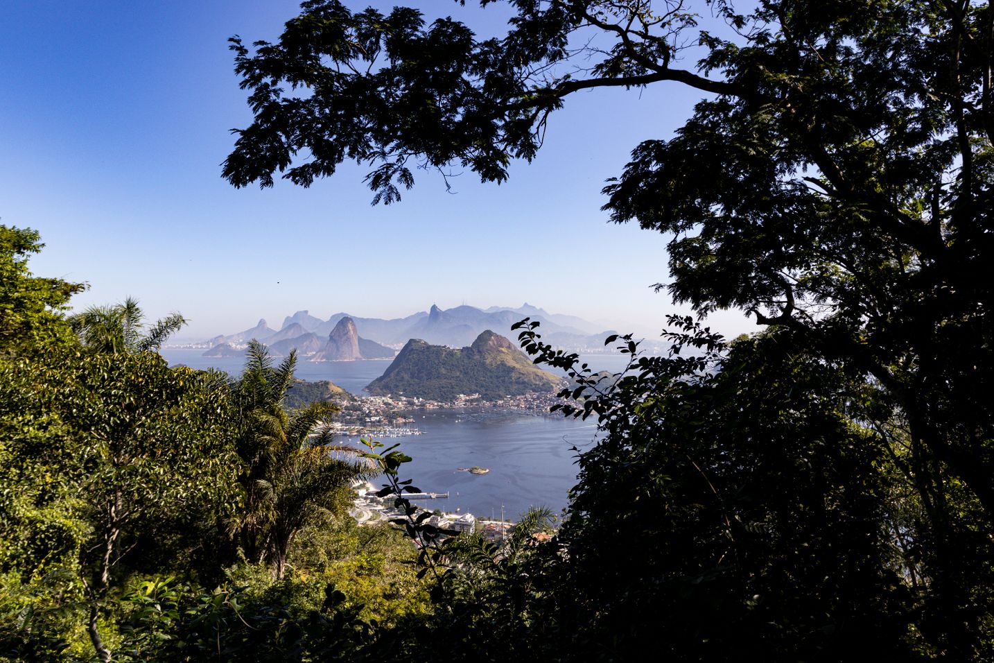 Discover Brazilian Flea Toad in Atlantic Rainforest Habitat