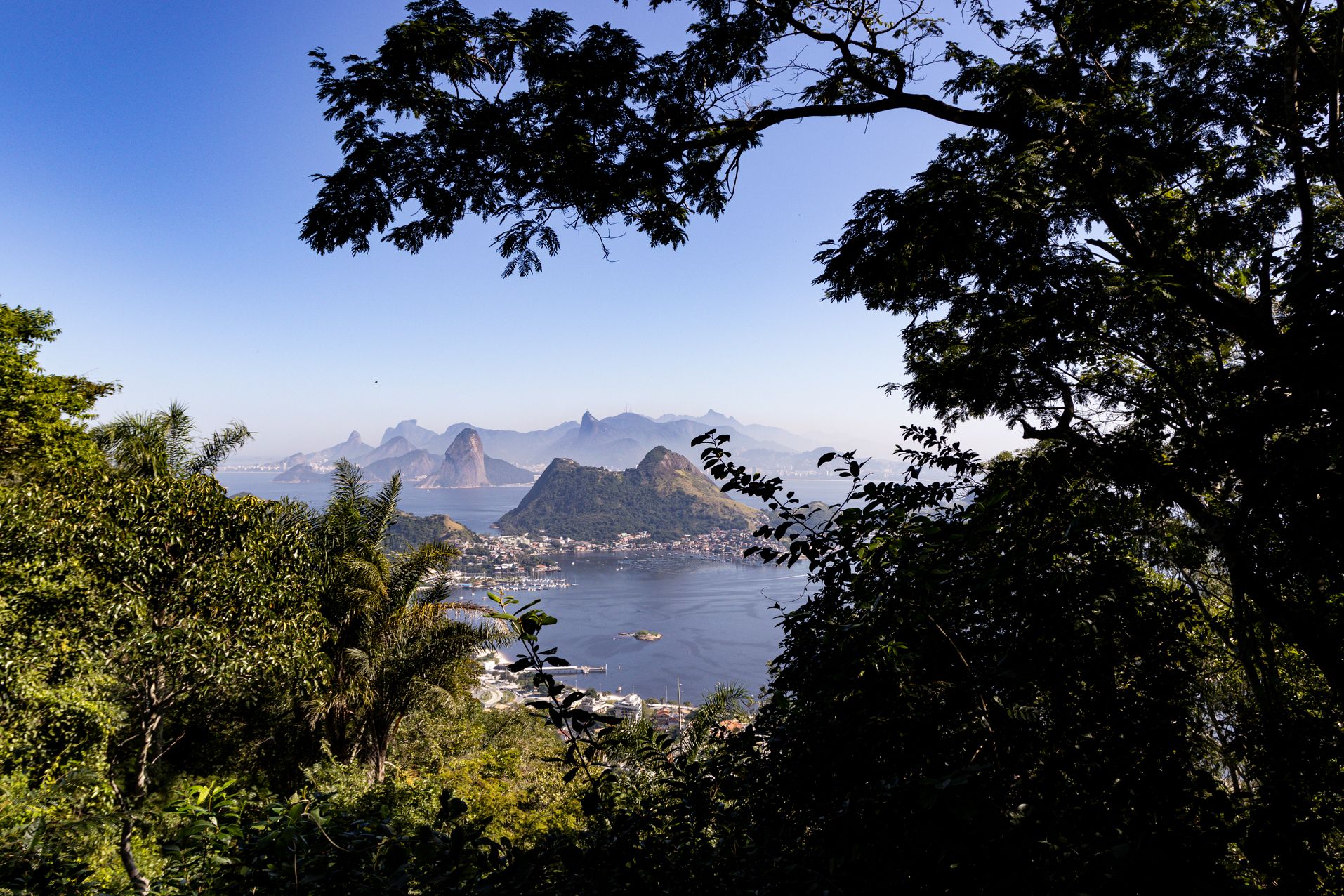Discover Brazilian Flea Toad in Atlantic Rainforest Habitat