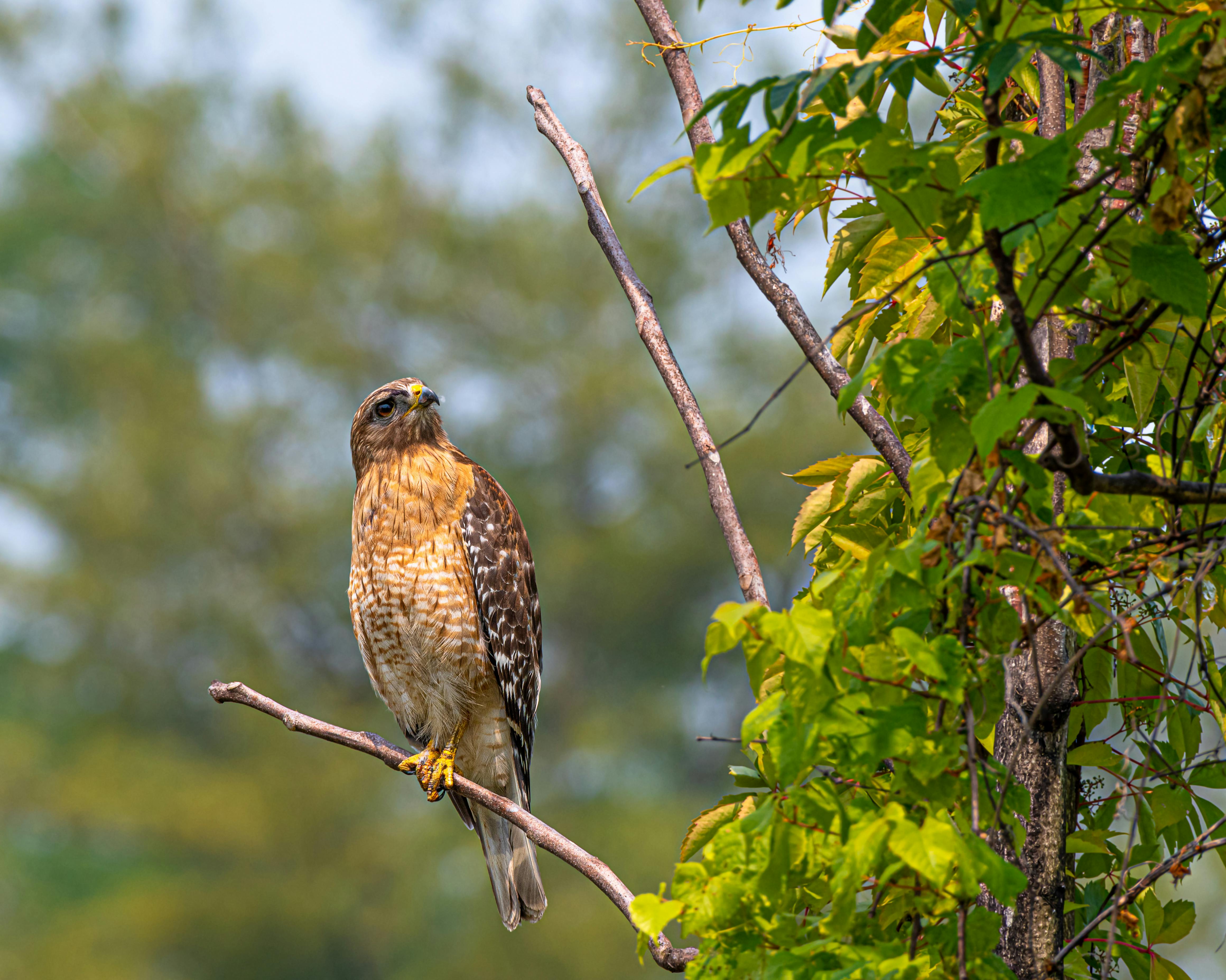 Hawk Perching on Tree Branch · Free Stock Photo