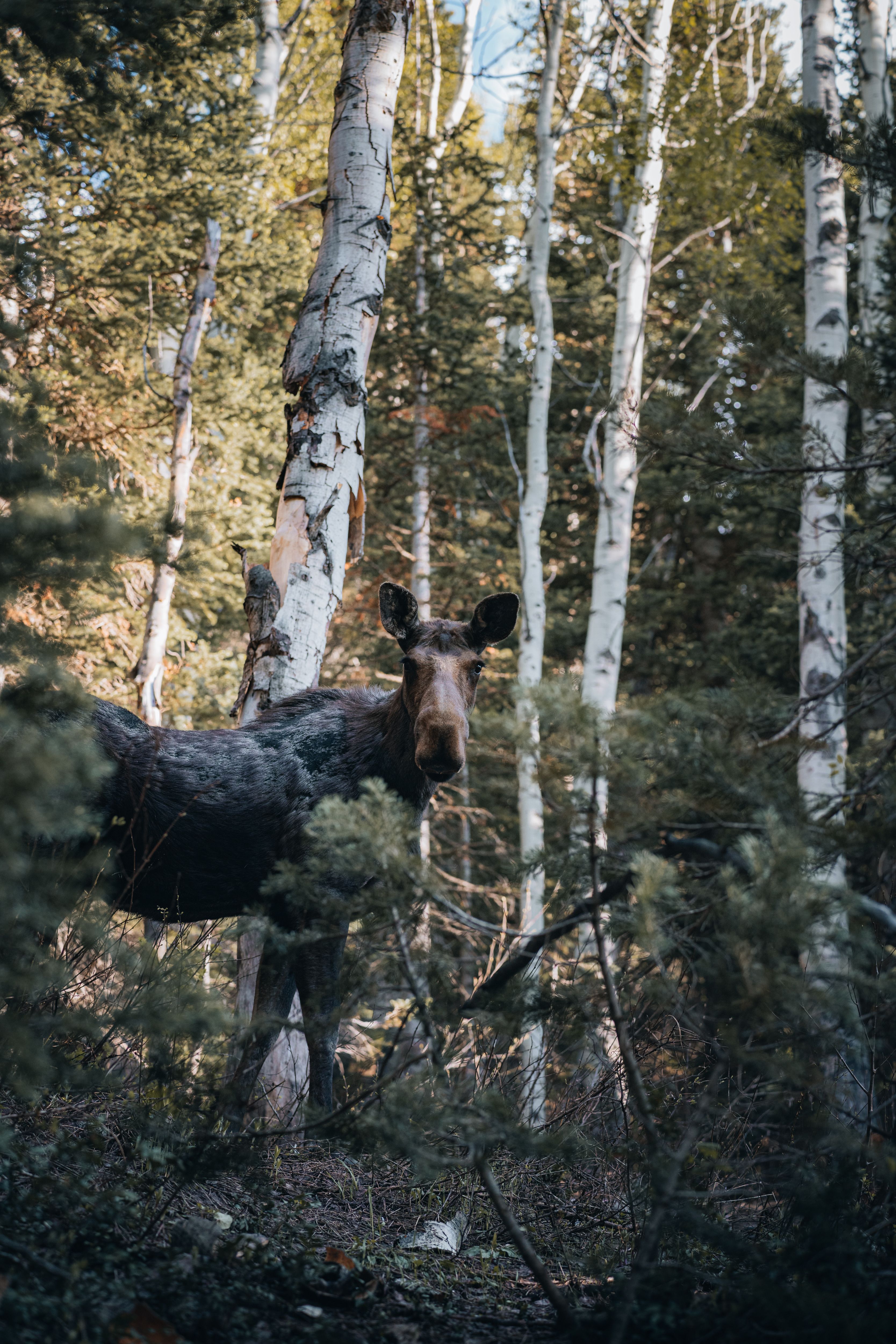 Moose among Birches in Forest · Free Stock Photo