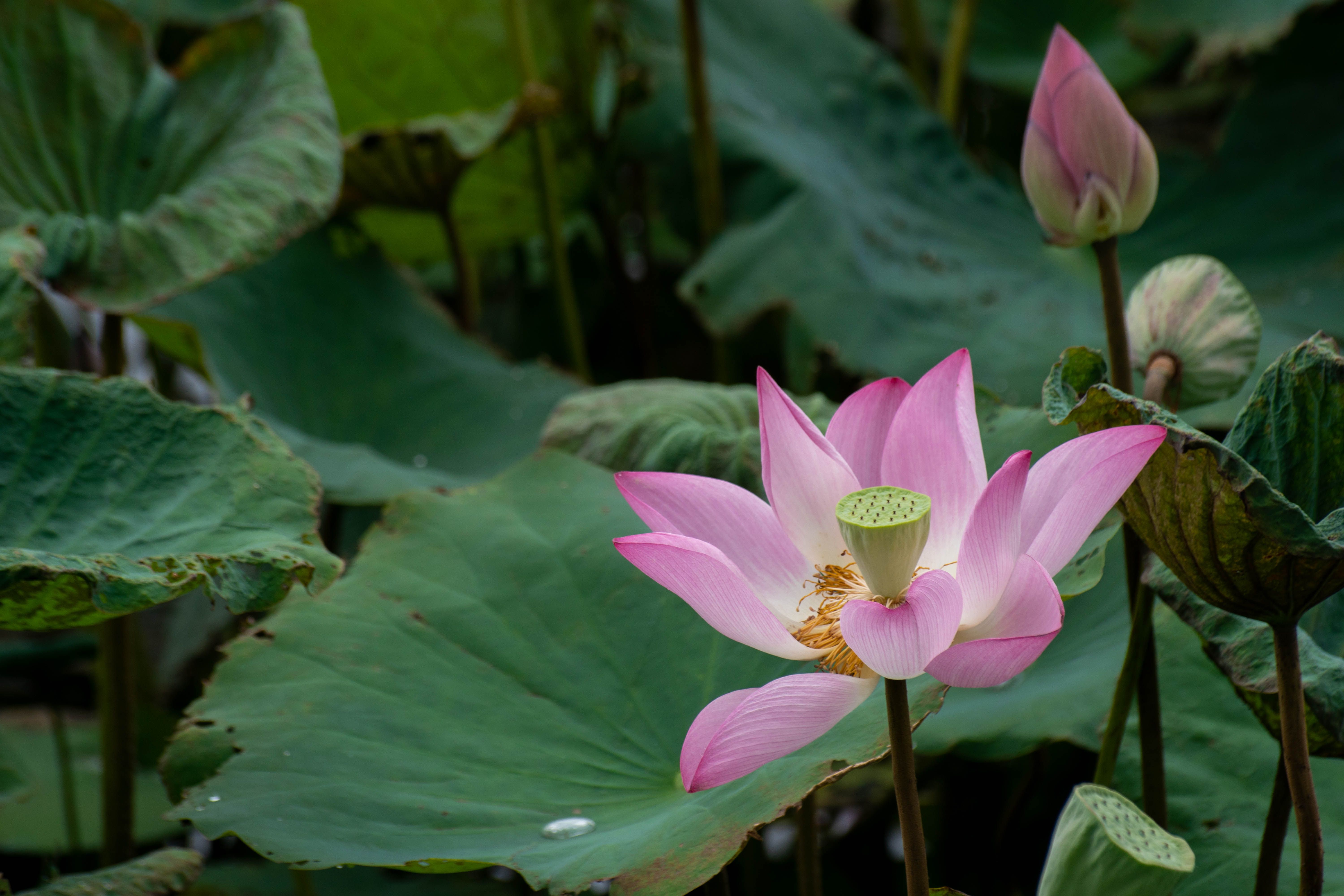 Lotus Flowers in Nature · Free Stock Photo