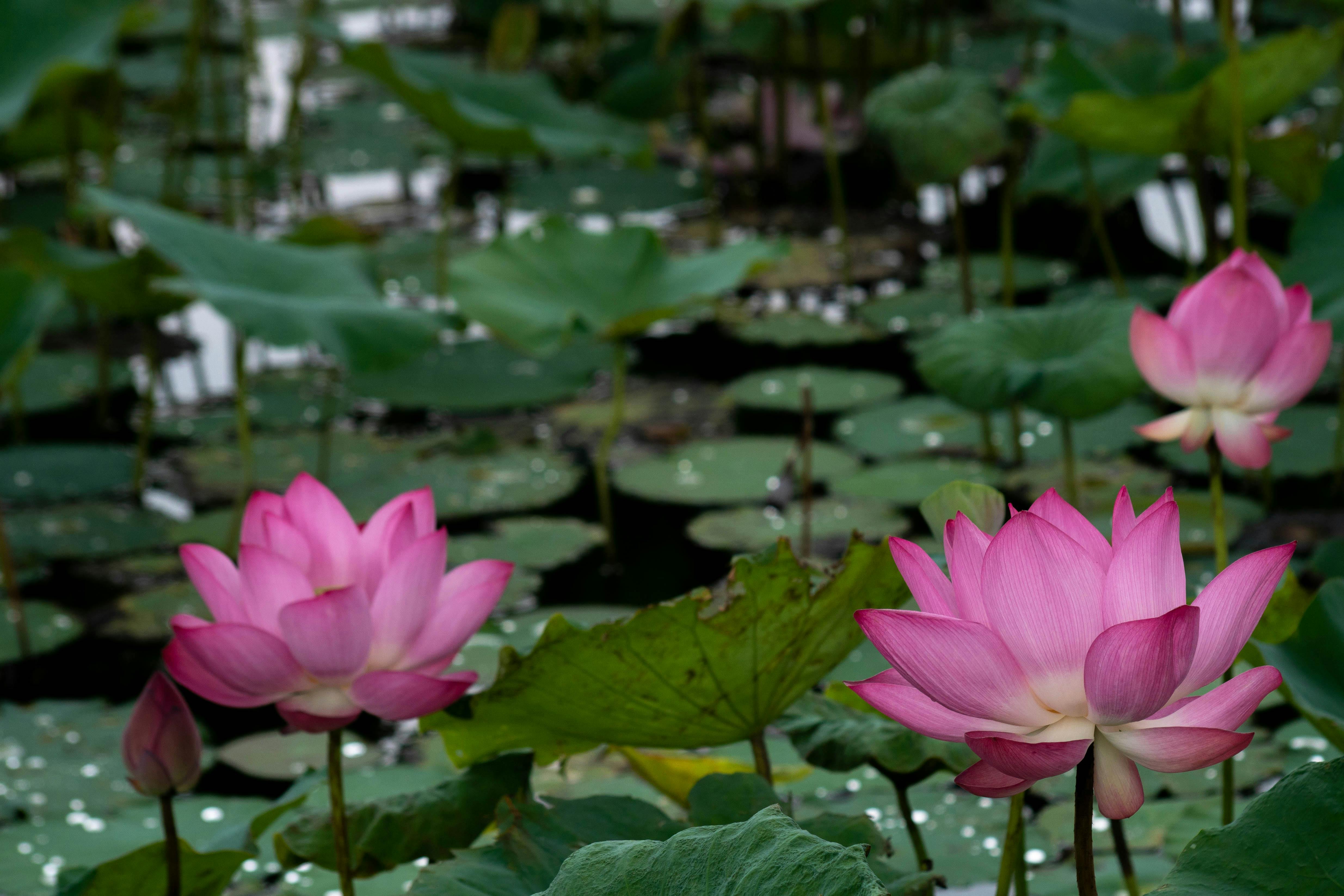 Colorful Lotus Flowers · Free Stock Photo