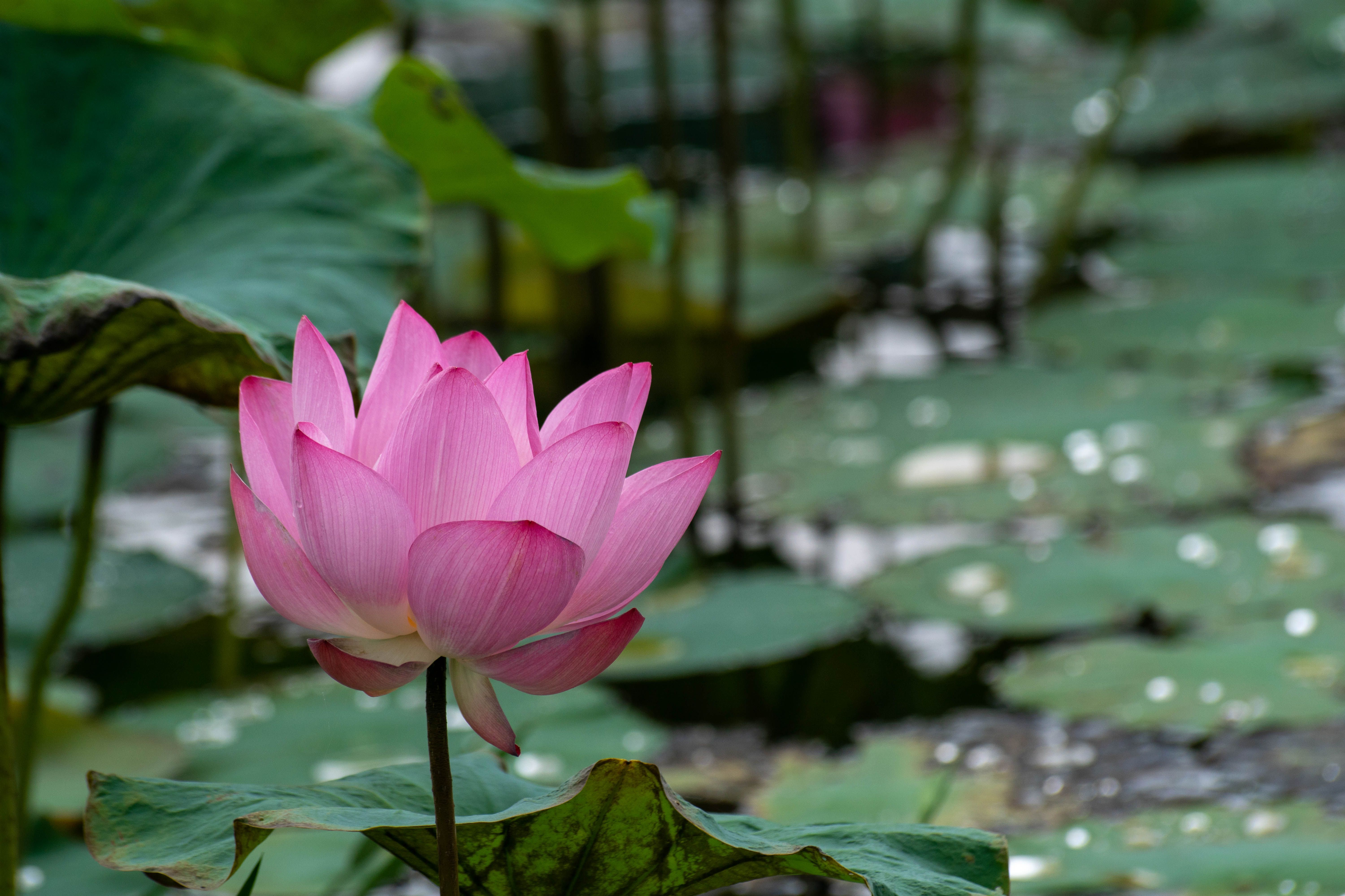 Water Lilies and Lotus Flower · Free Stock Photo