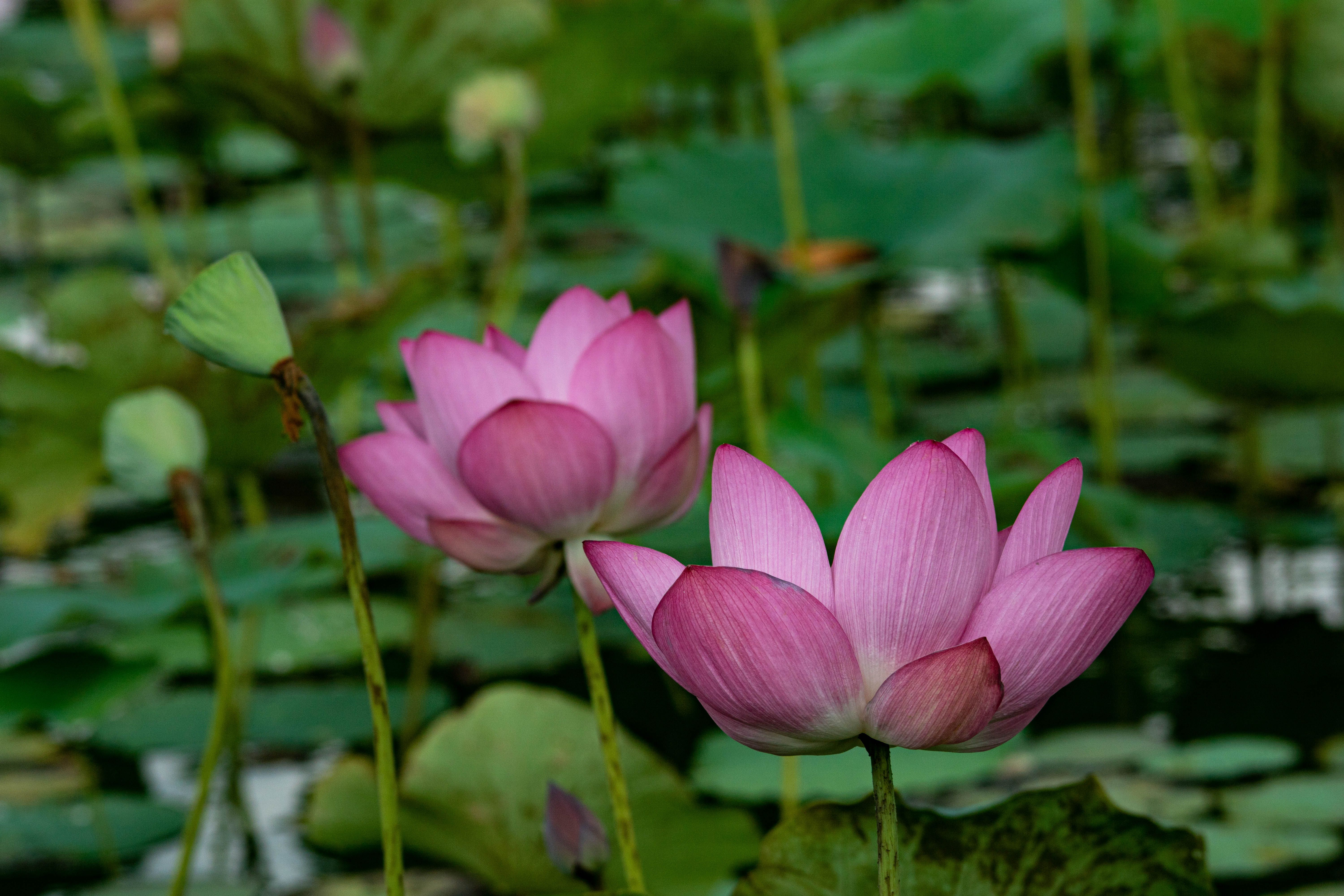 Close-Up Photo of Lotus Flower · Free Stock Photo