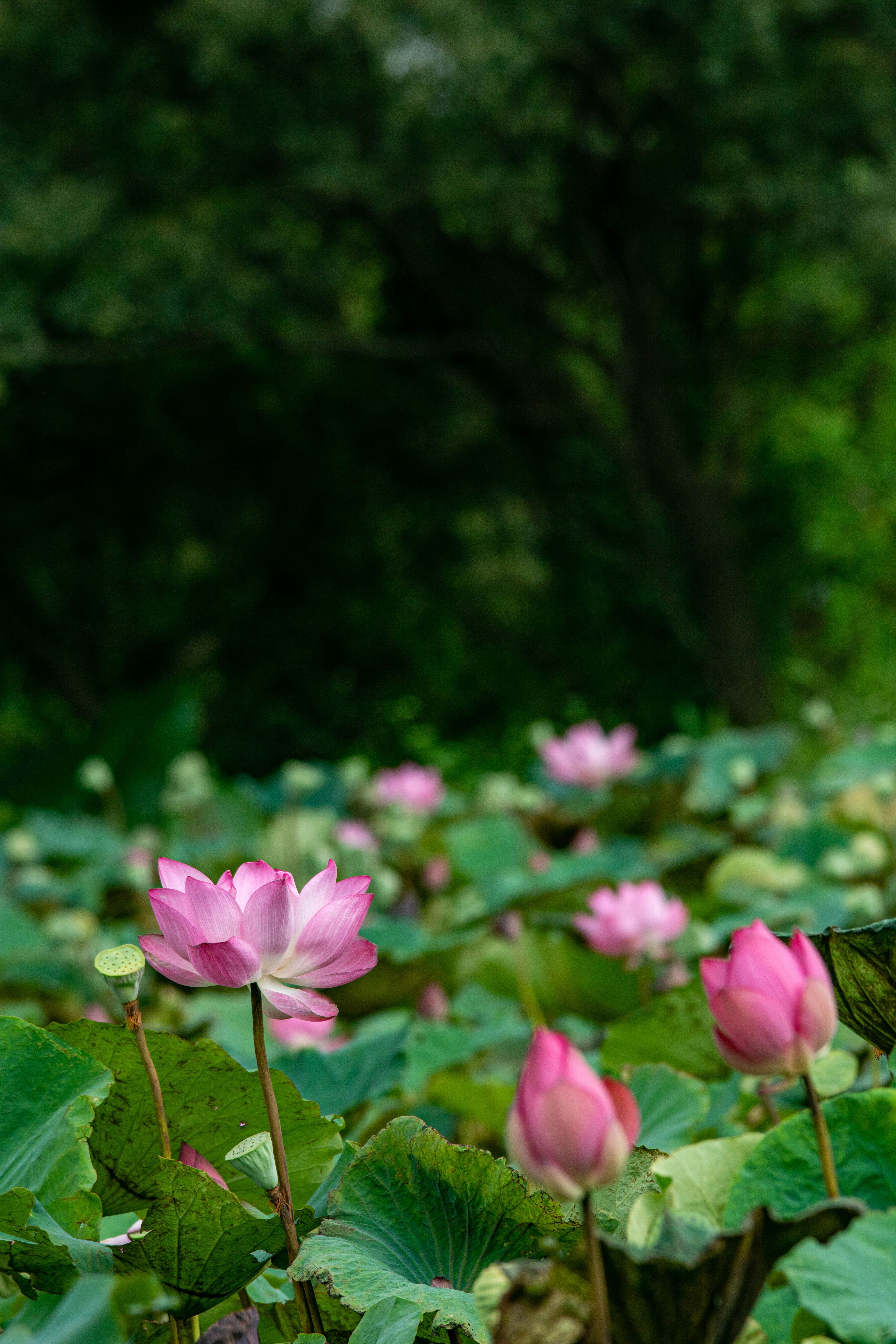 Colorful Lotus Flowers · Free Stock Photo