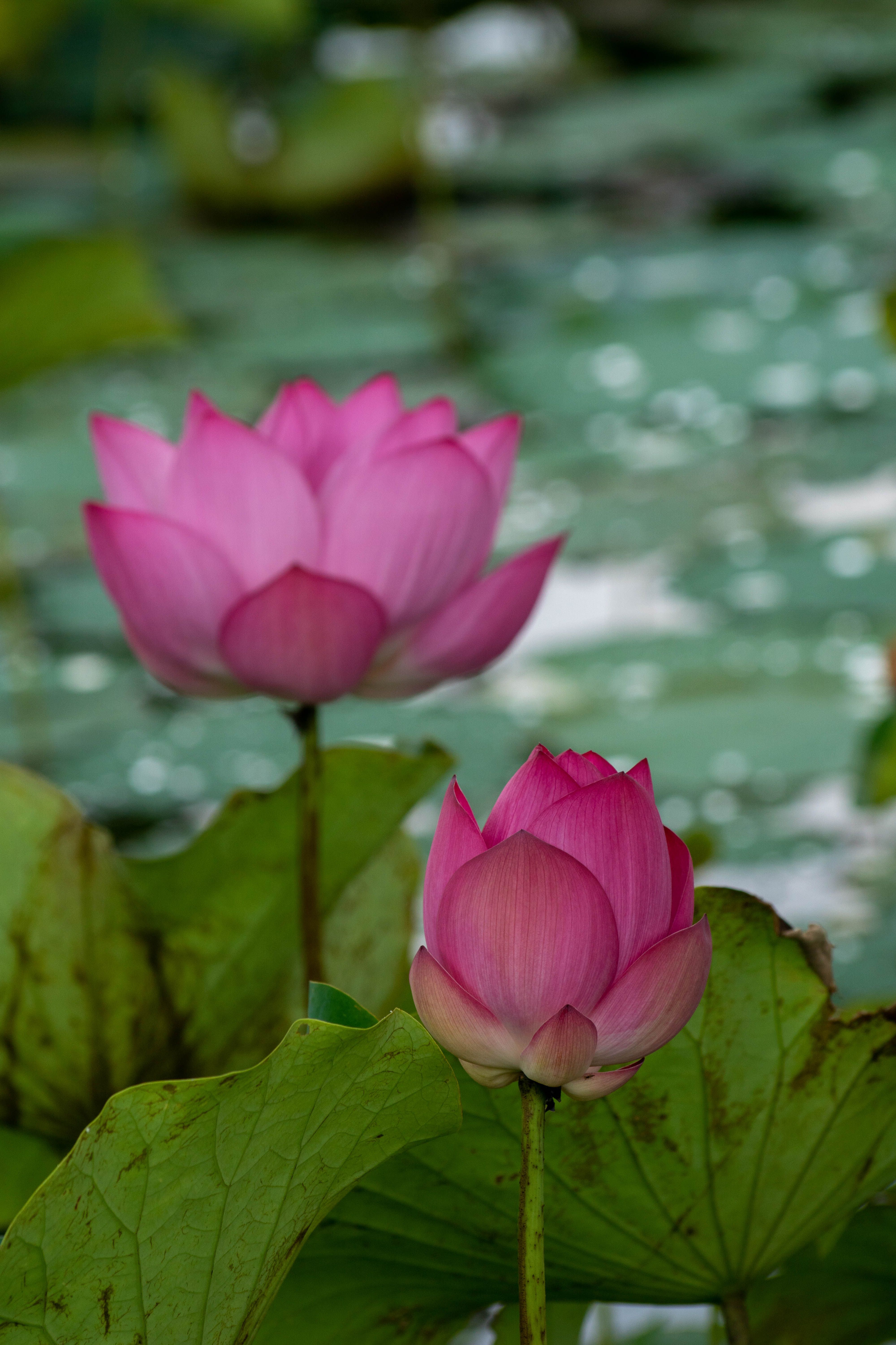 Close-Up Photo of Lotus Flower · Free Stock Photo