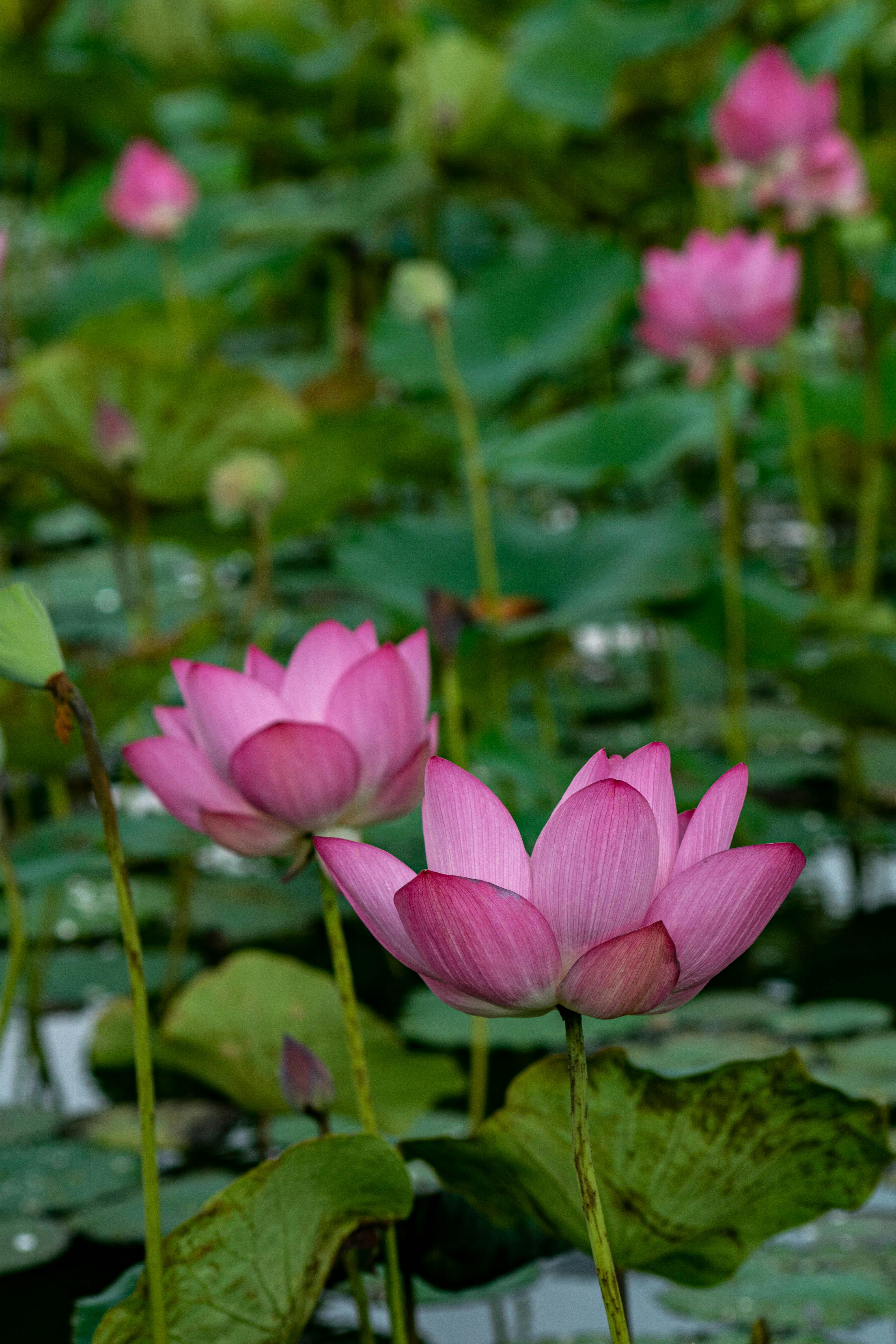 Colorful Lotus Flowers · Free Stock Photo