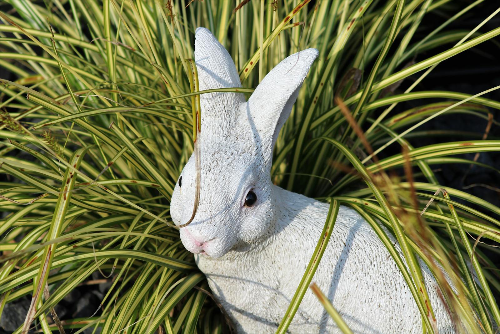 Albino Rabbit Photos, Download The BEST Free Albino Rabbit Stock Photos ...