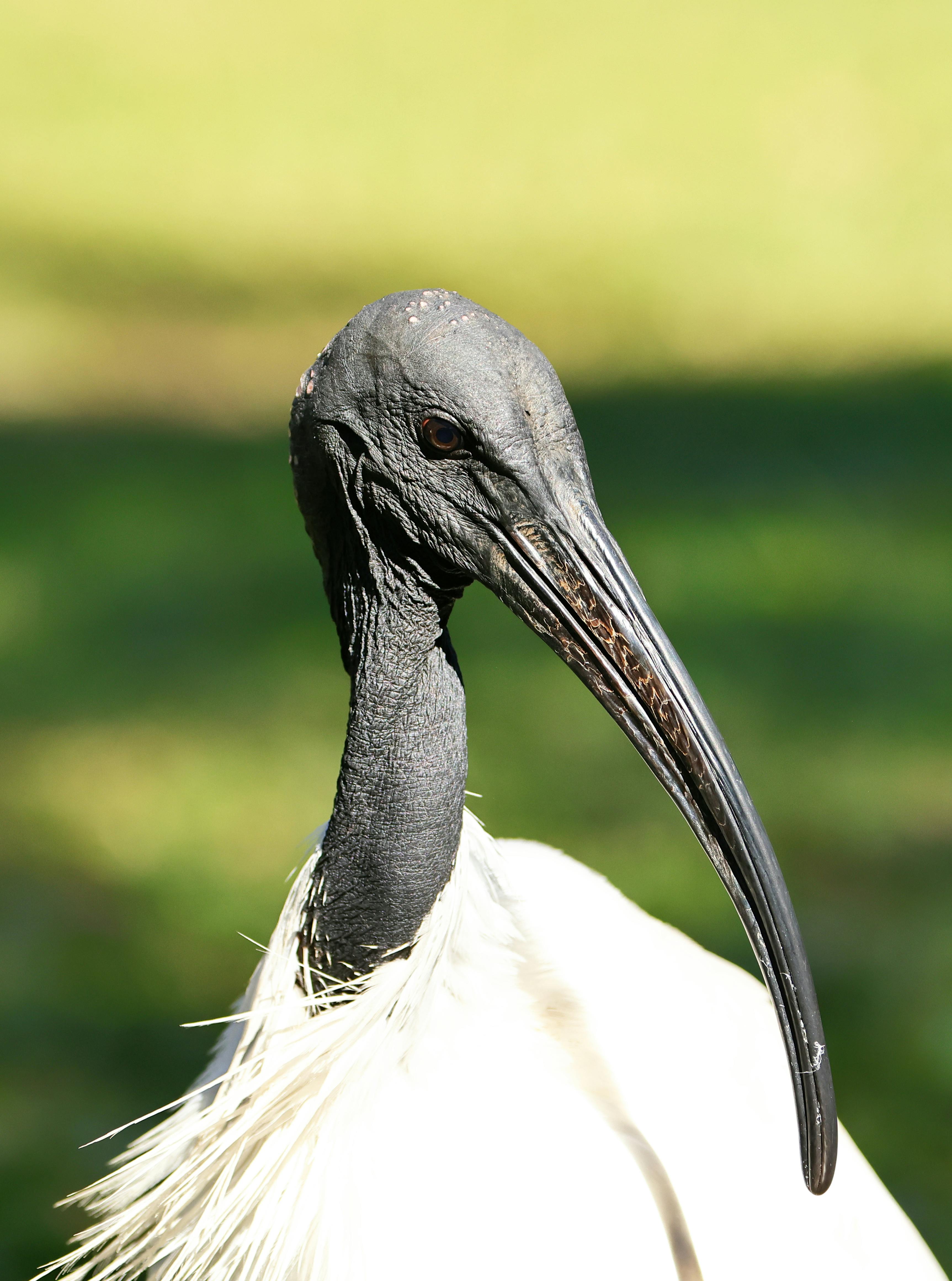 Nile Ibis Photos, Download The BEST Free Nile Ibis Stock Photos & HD Images