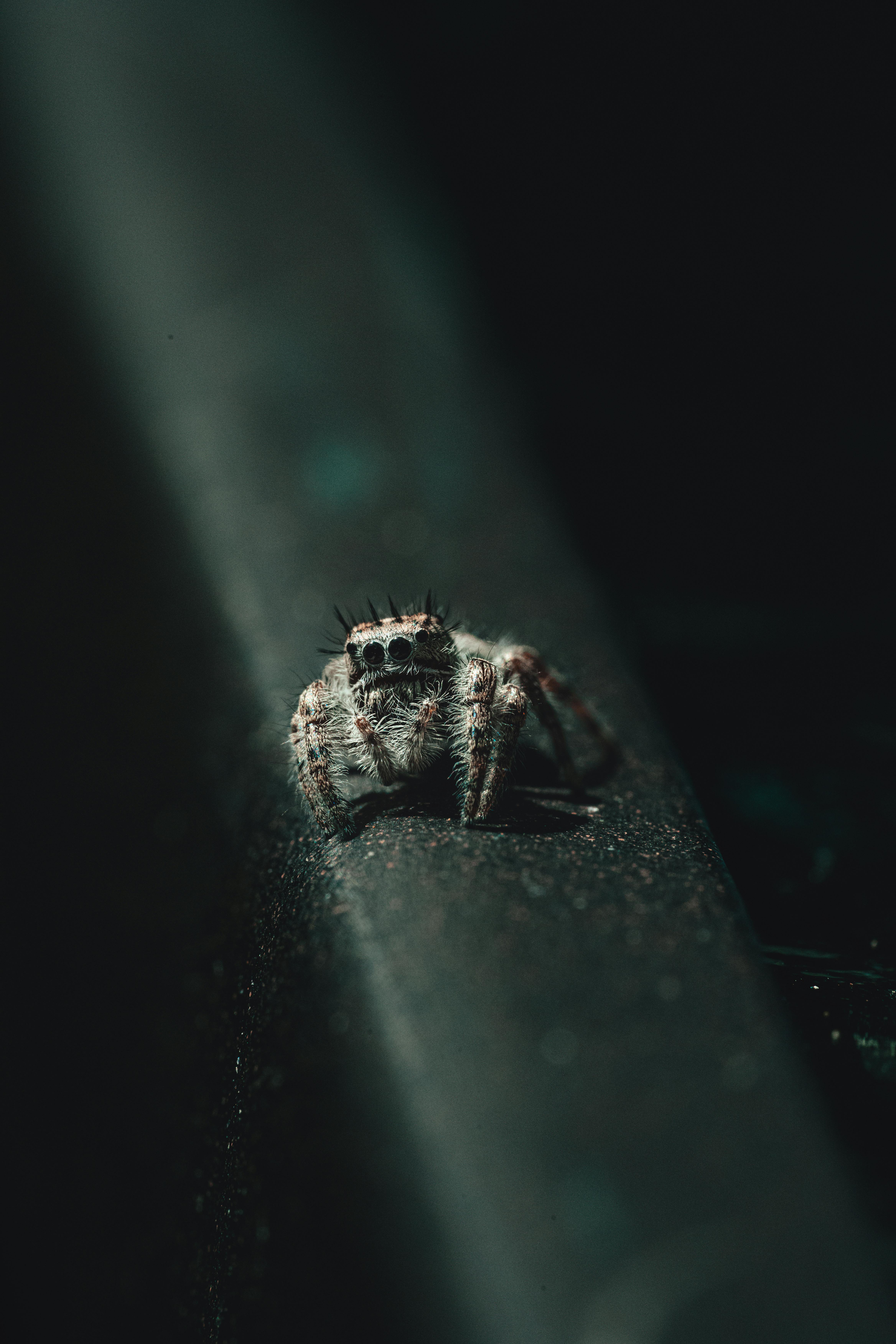 Spider Diagram Photos, Download The BEST Free Spider Diagram Stock ...