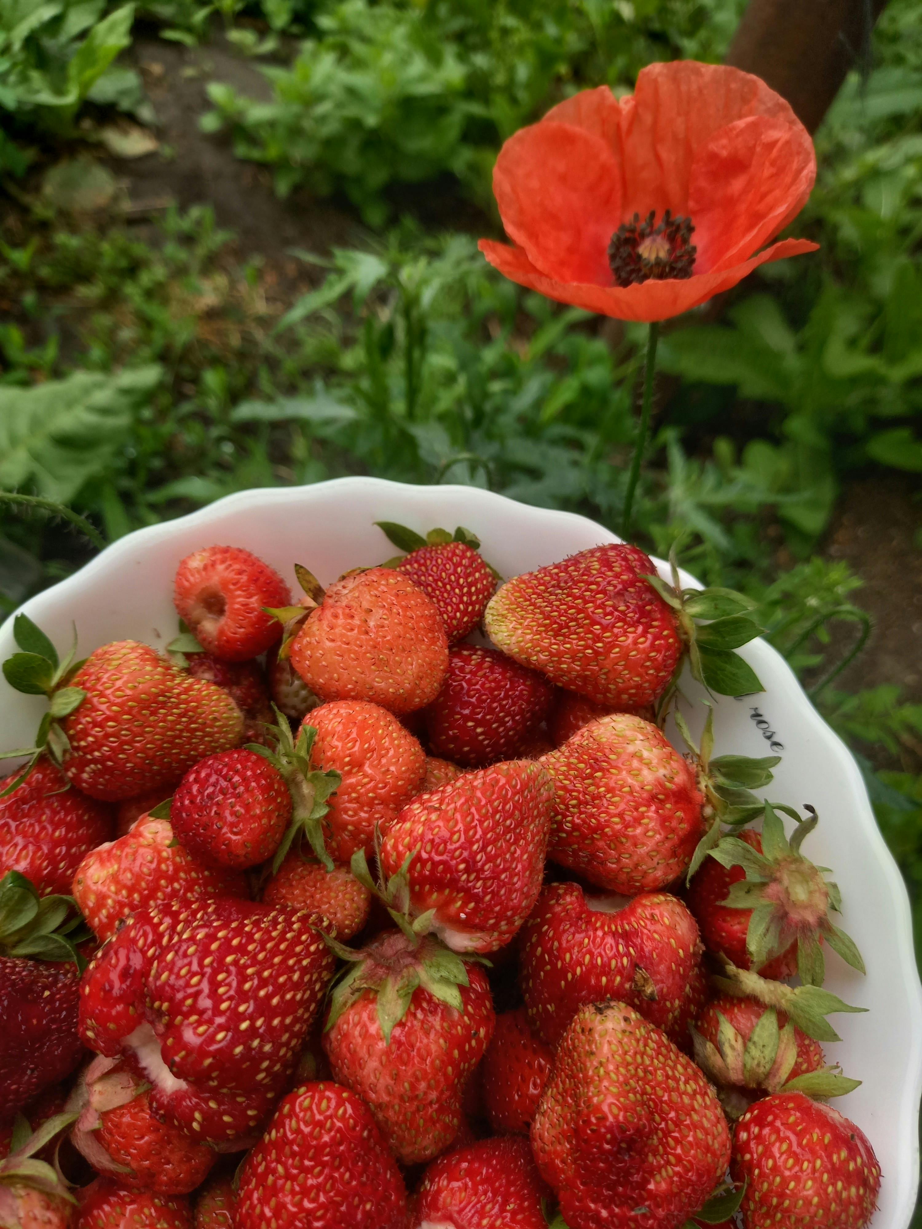 Red Poppy near Bowl of Strawberries · Free Stock Photo