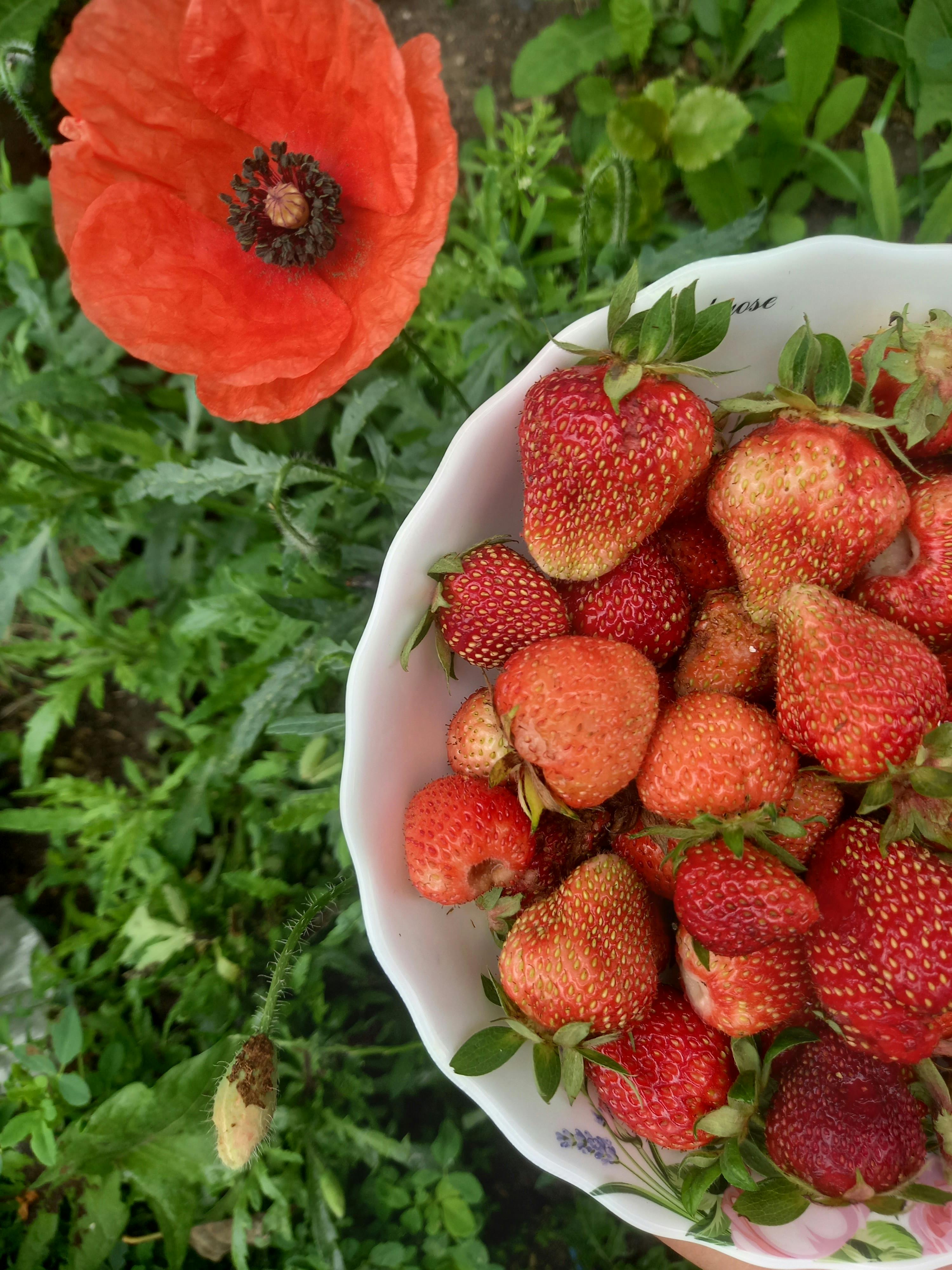 Strawberries in Bowl next to Poppy · Free Stock Photo