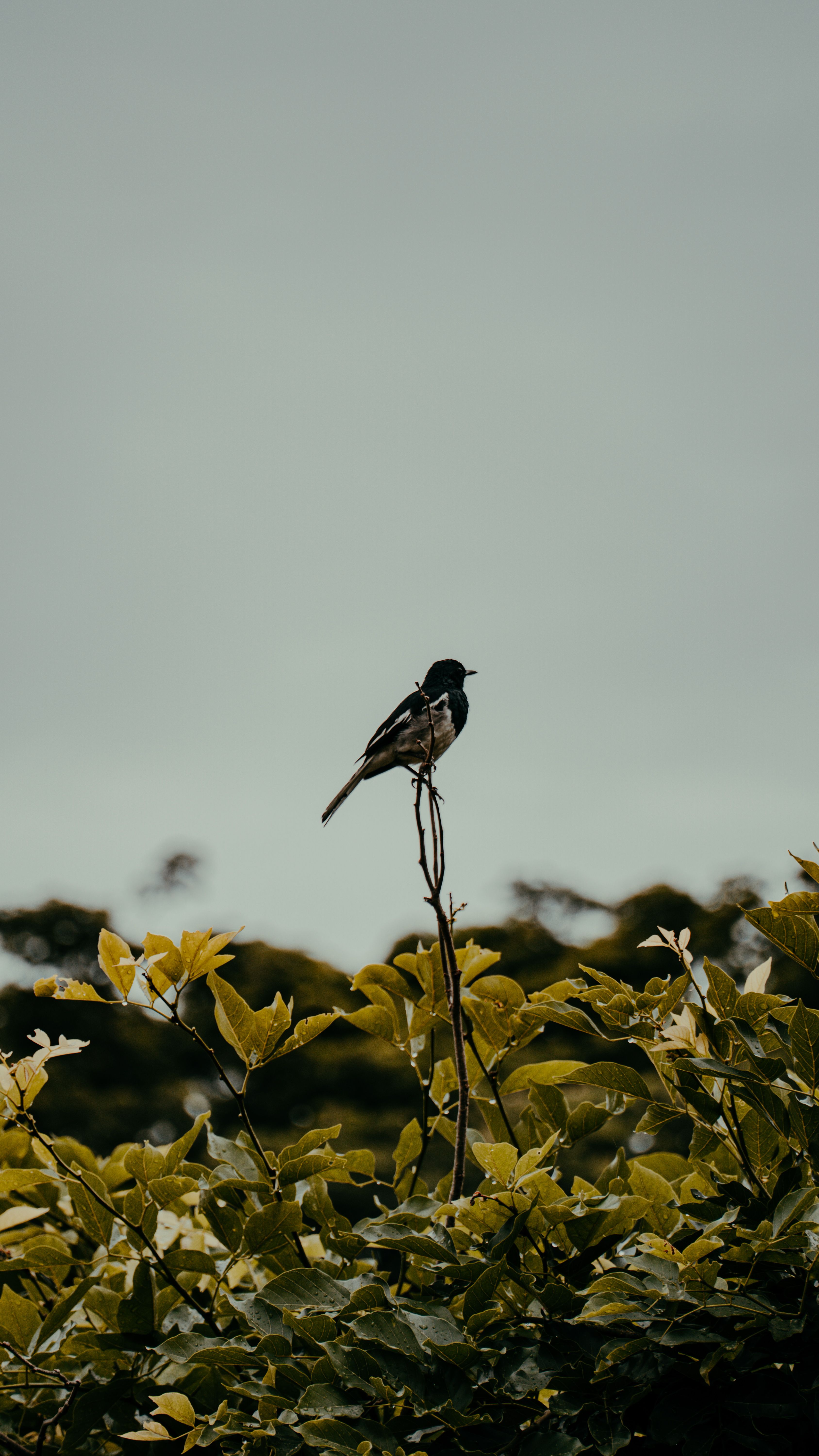 Blackbirded Photos, Download The BEST Free Blackbirded Stock Photos ...