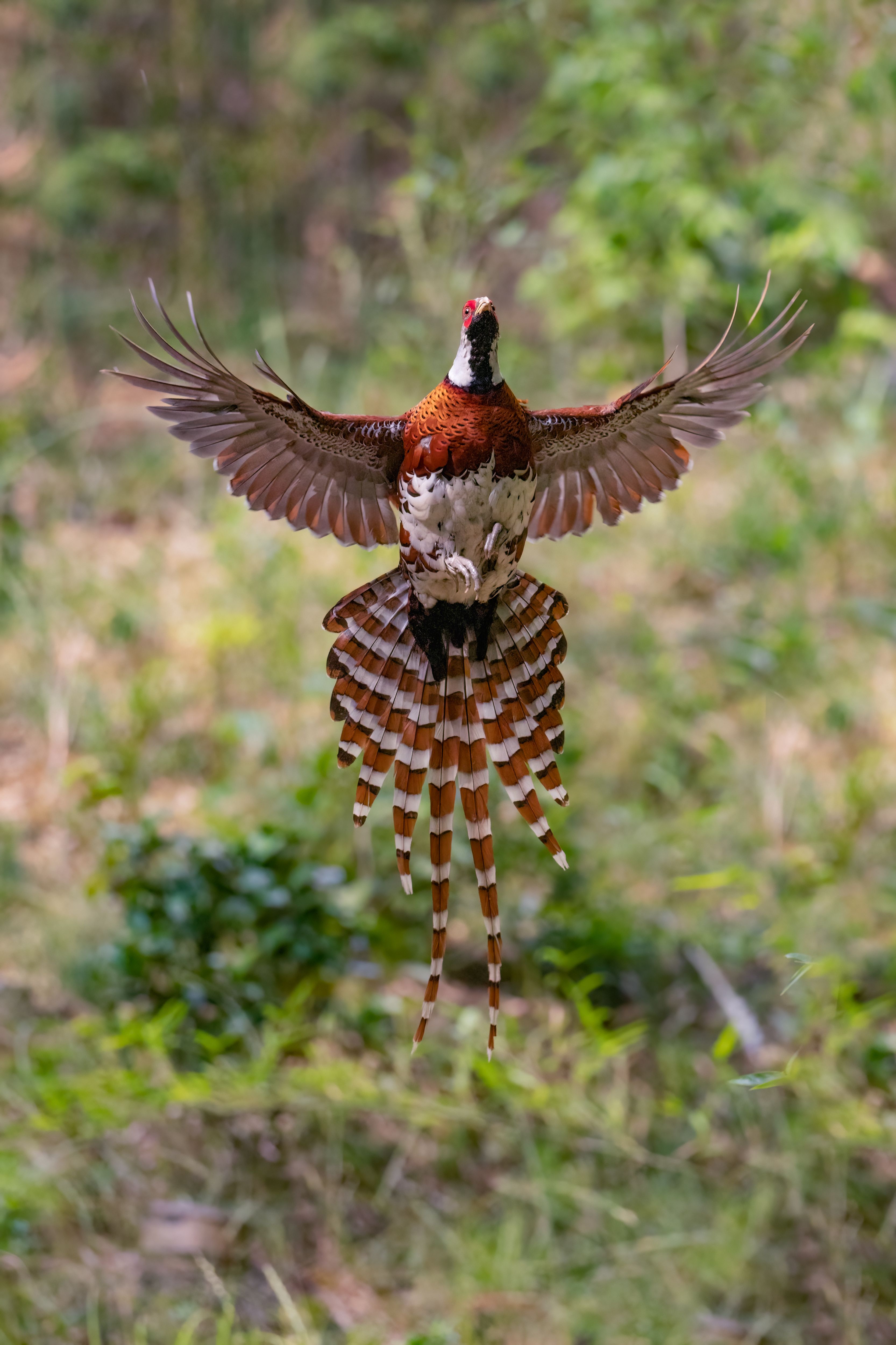 Close up of Flying Pheasant · Free Stock Photo