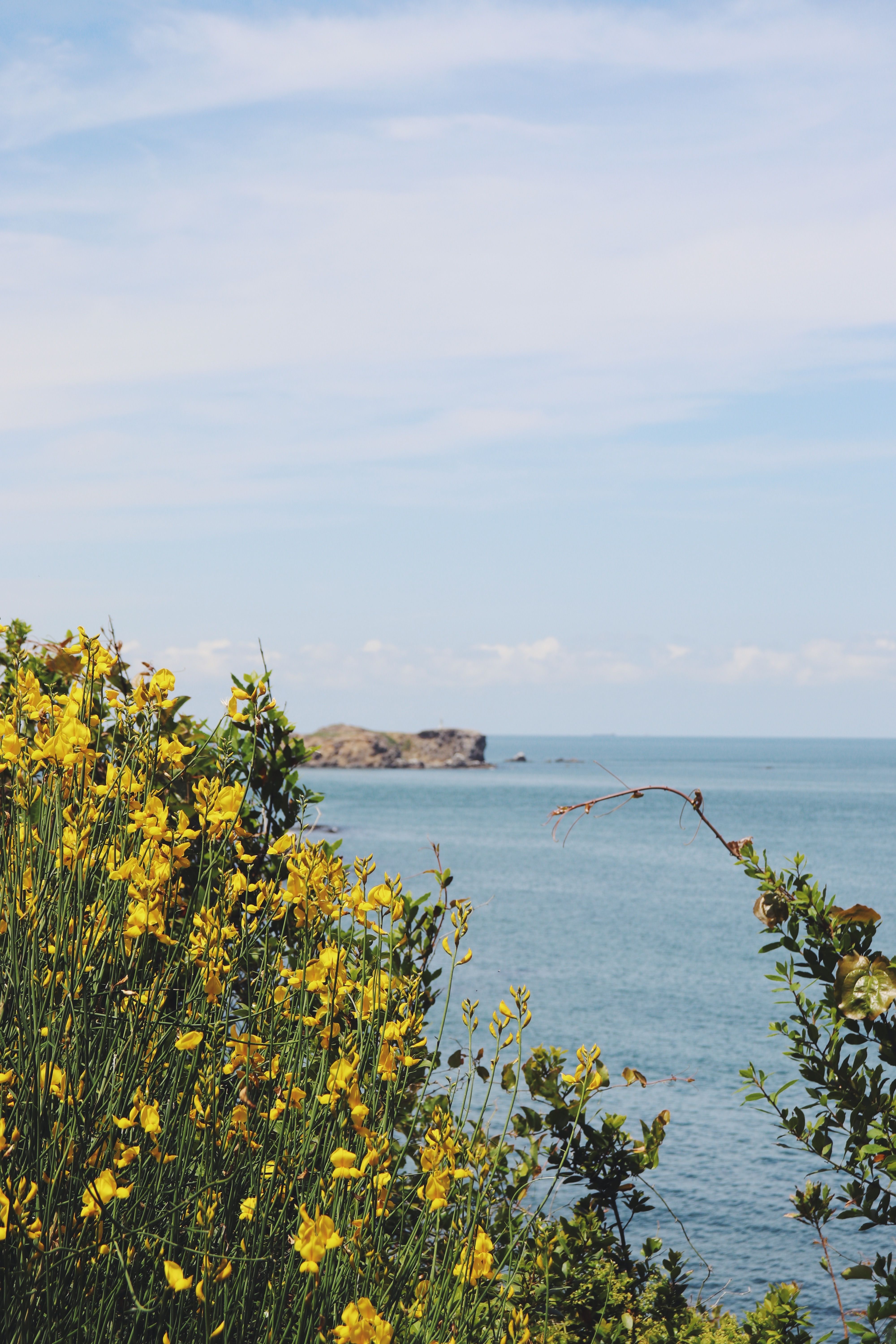 Yellow Flowers on Sea Shore · Free Stock Photo