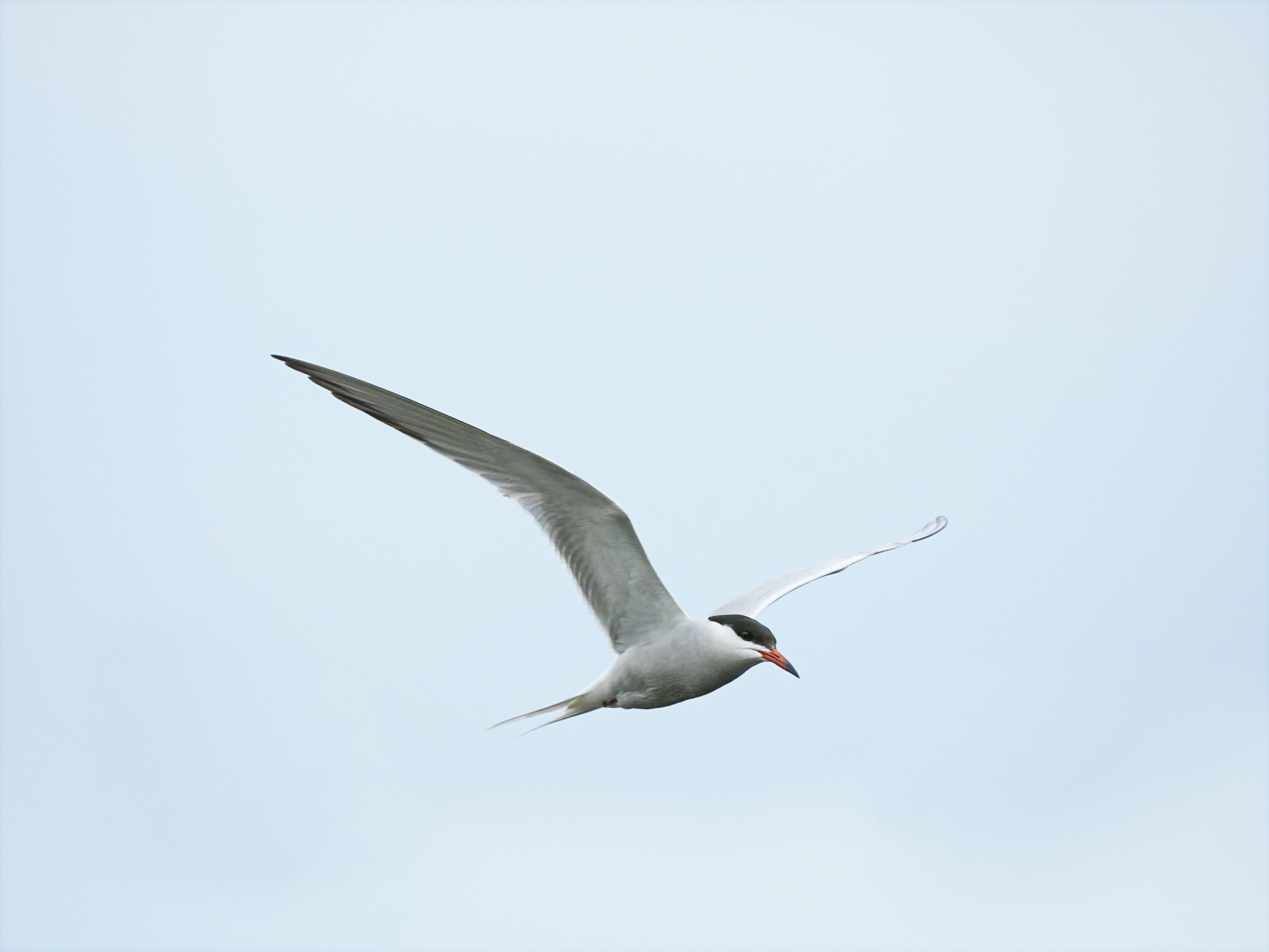 Close up of Flying Arctic Tern · Free Stock Photo