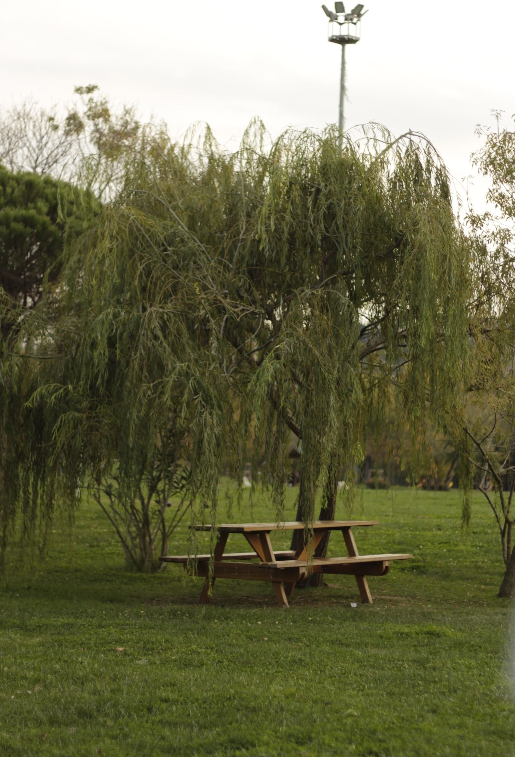 A Wooden Bench under a Willow in a Park · Free Stock Photo