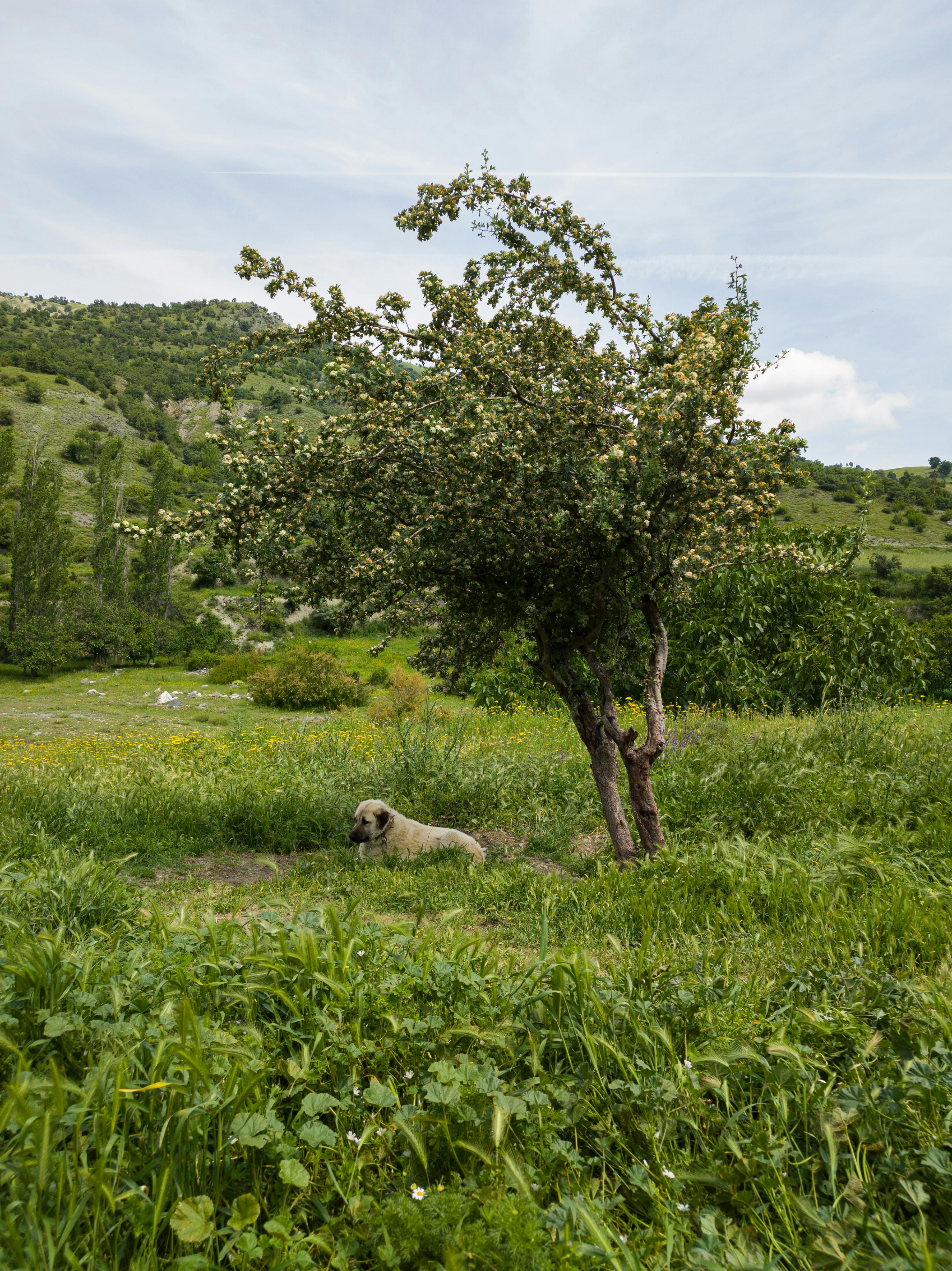 Dog near Trees on Green Grassland · Free Stock Photo