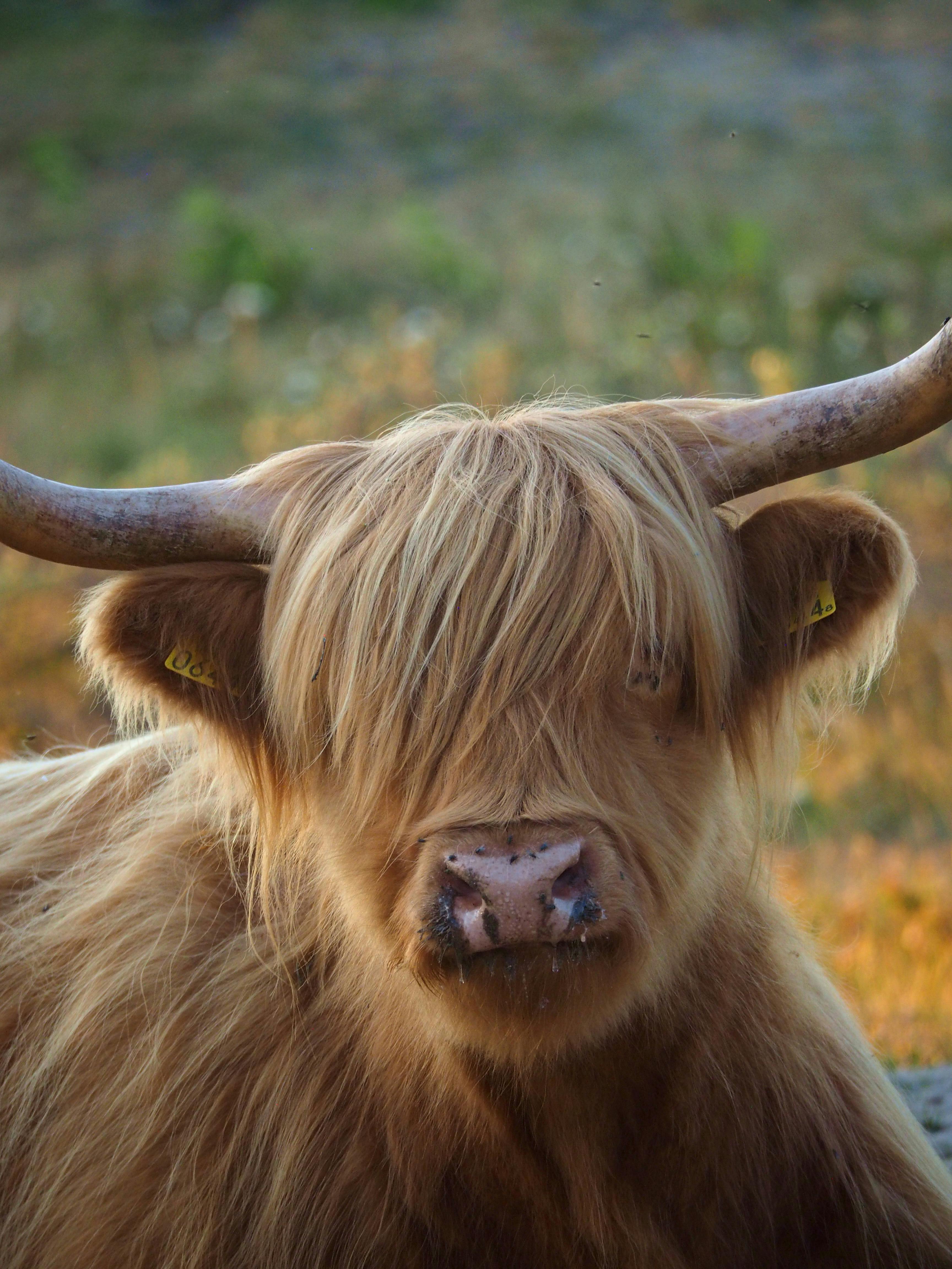 Highland Cow Screensaver Photos, Download The BEST Free Highland Cow ...