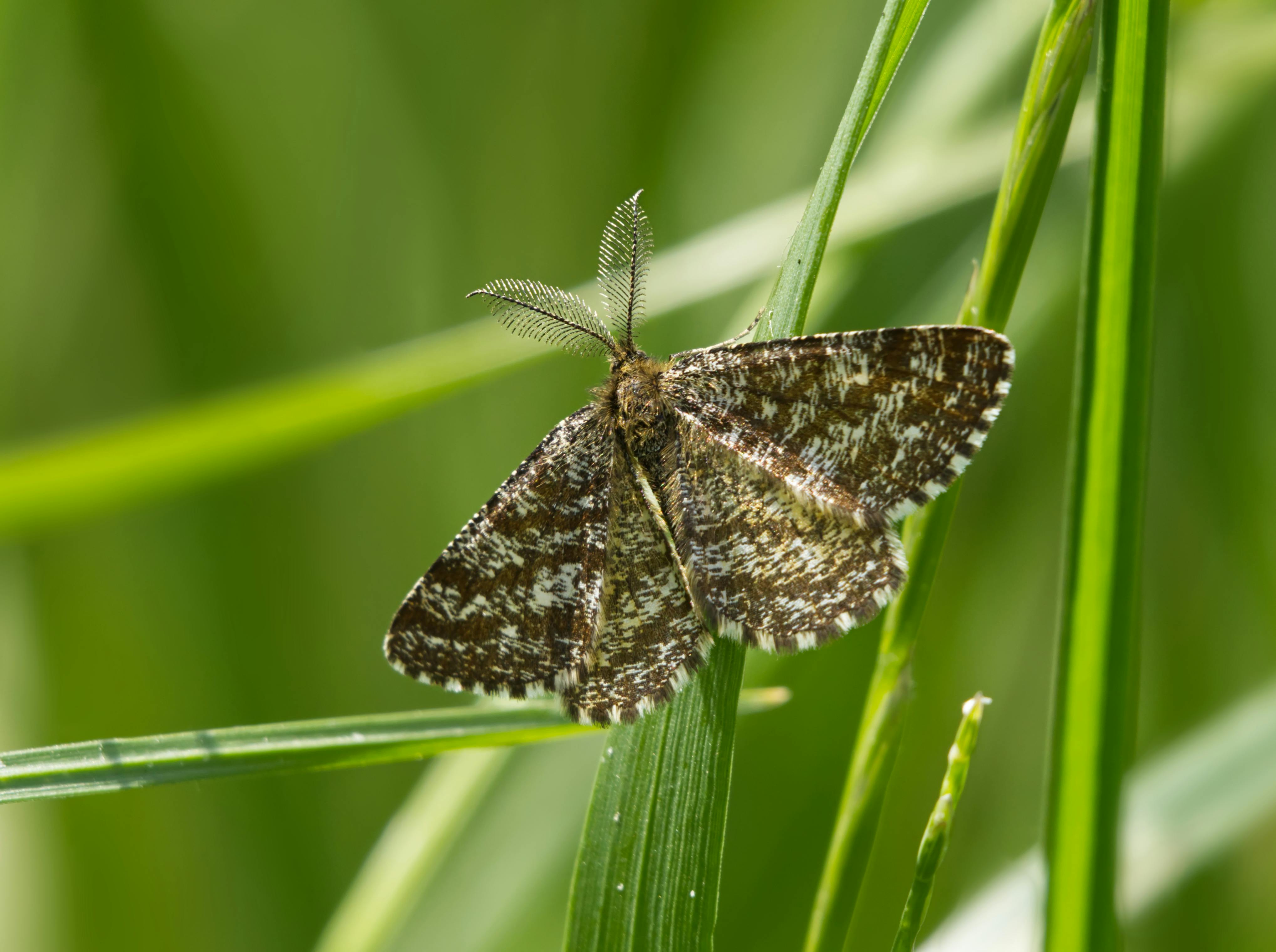 Moth on a Leaf · Free Stock Photo