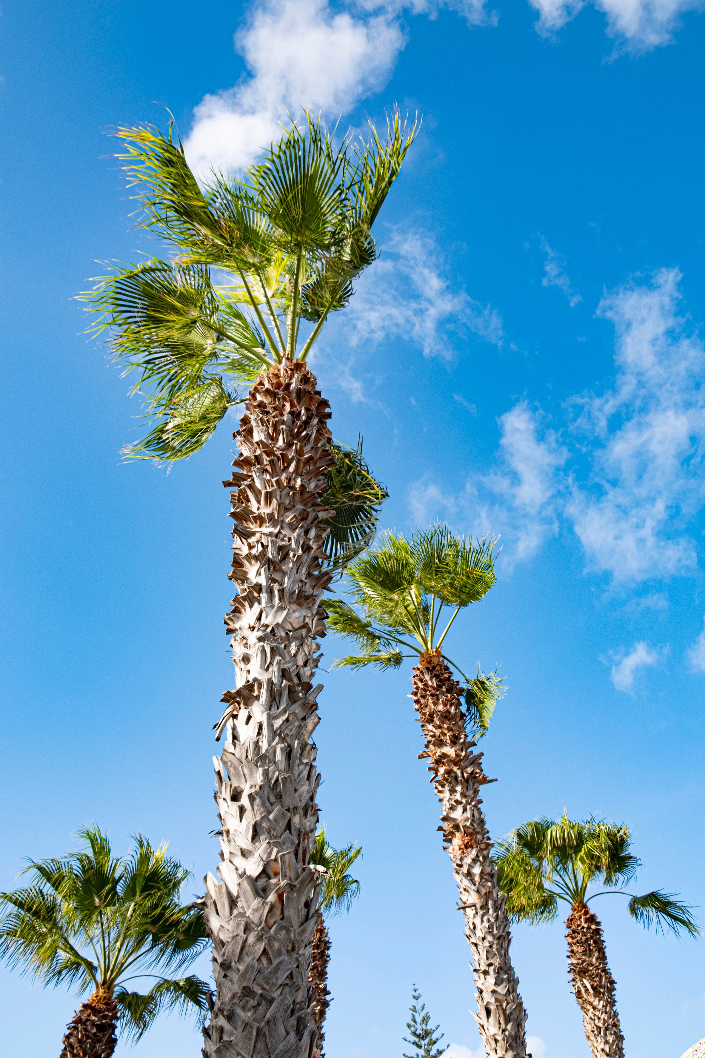 Low Angle View of Palm Trees · Free Stock Photo