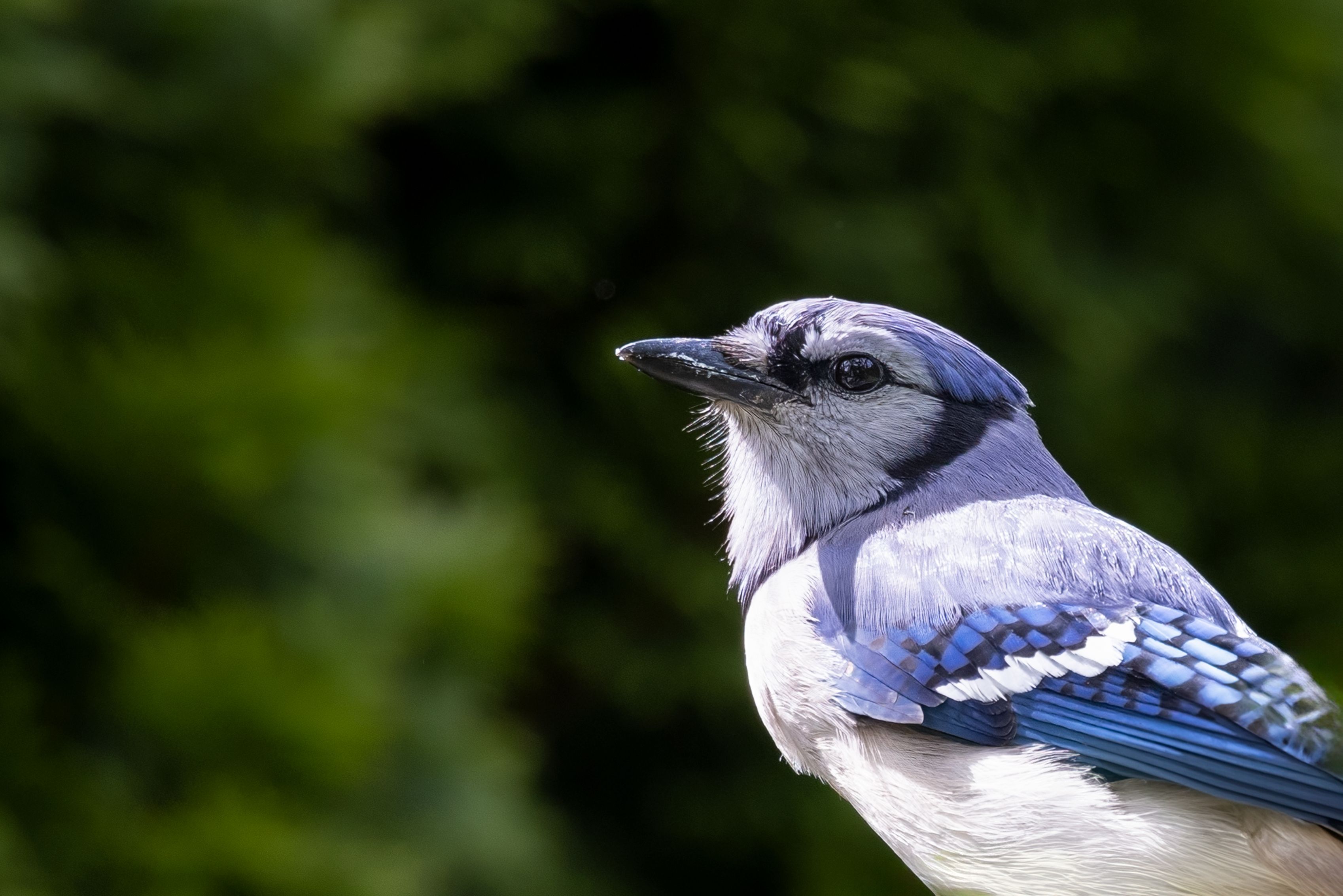 Close-up of a Blue Jay Sitting on the Background of Green Trees · Free ...