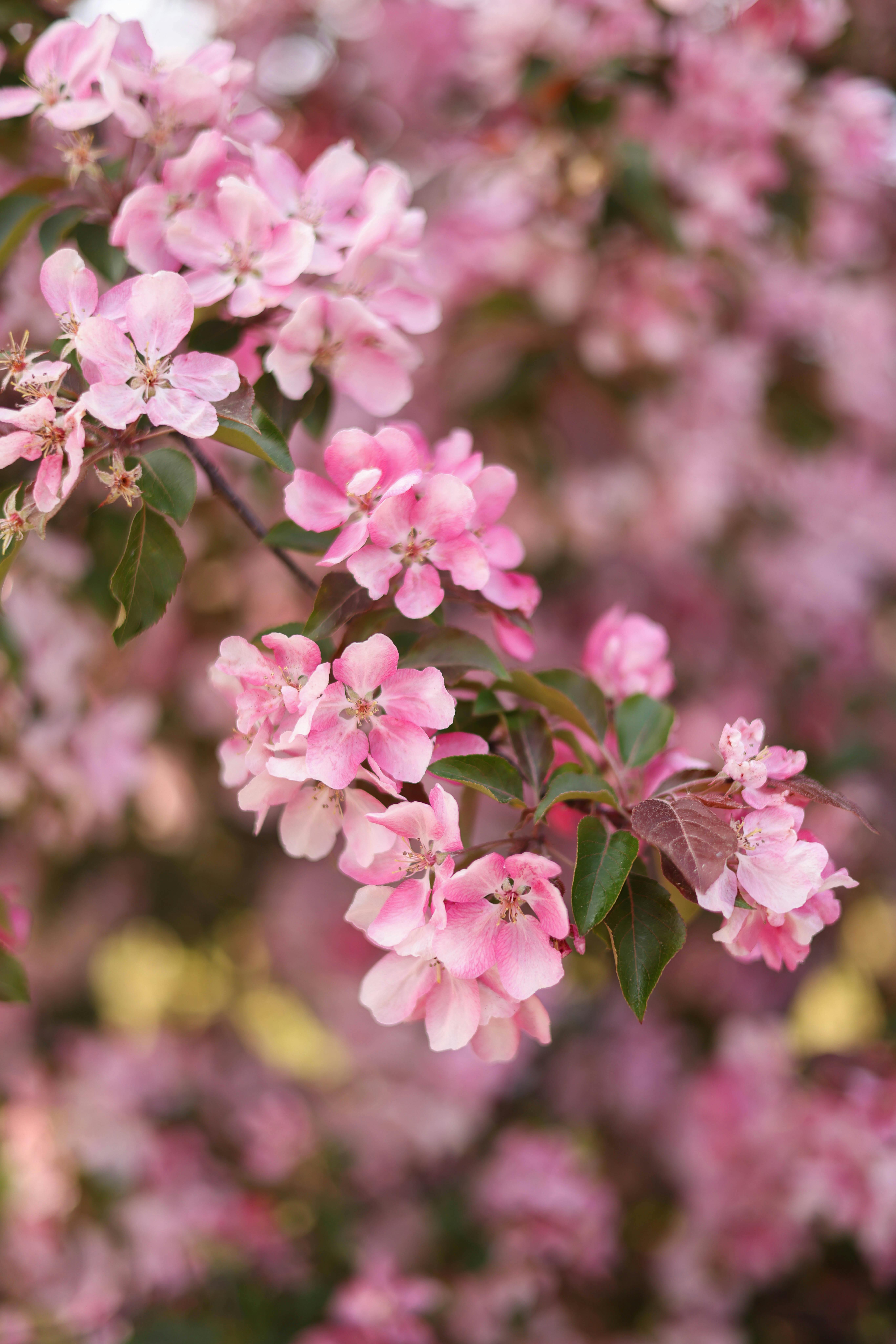 Close-up of Cherry Blossom Branch · Free Stock Photo