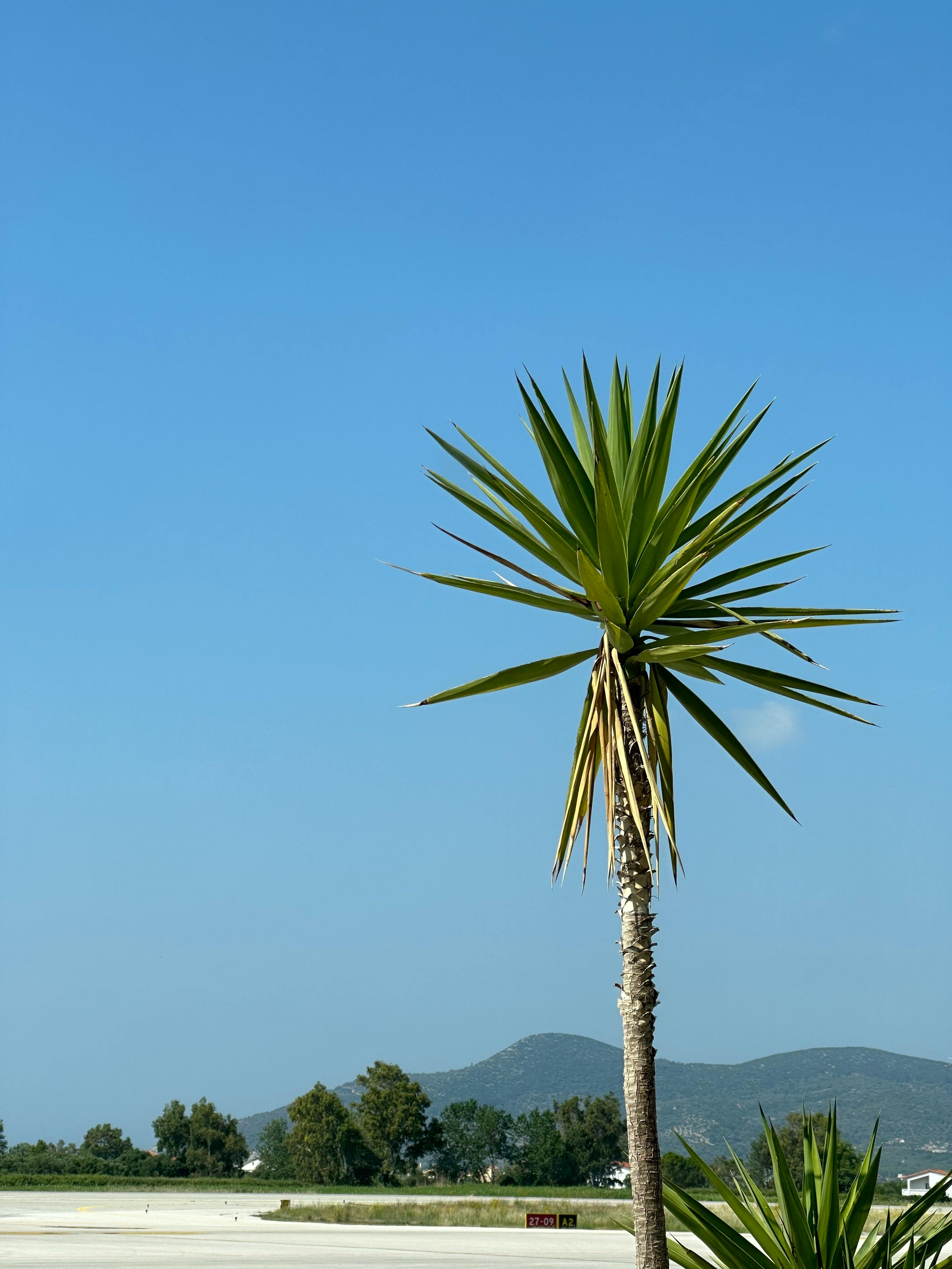 Plam Photos, Download The BEST Free Plam Stock Photos & HD Images