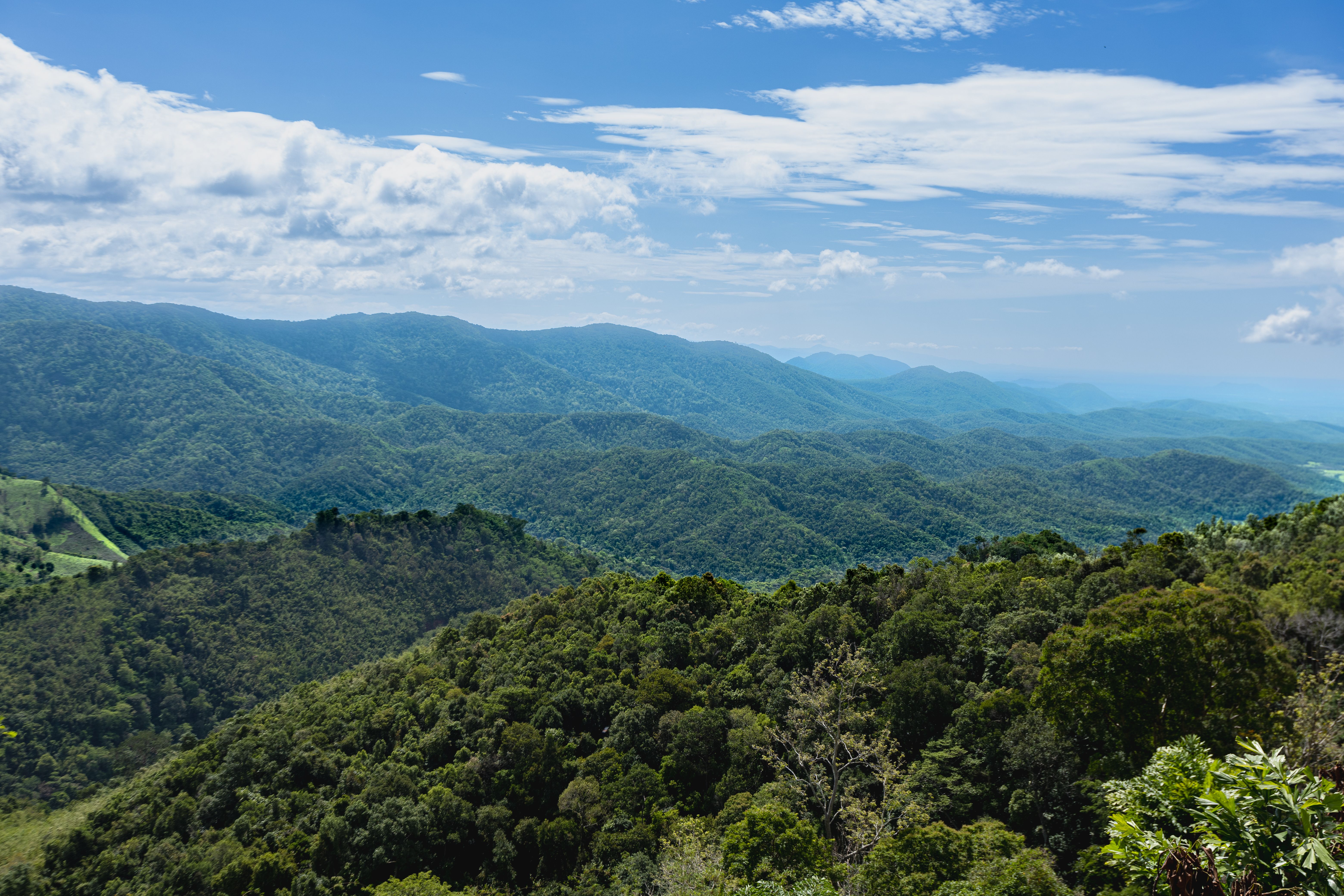 Forest in Valley and on Hills · Free Stock Photo