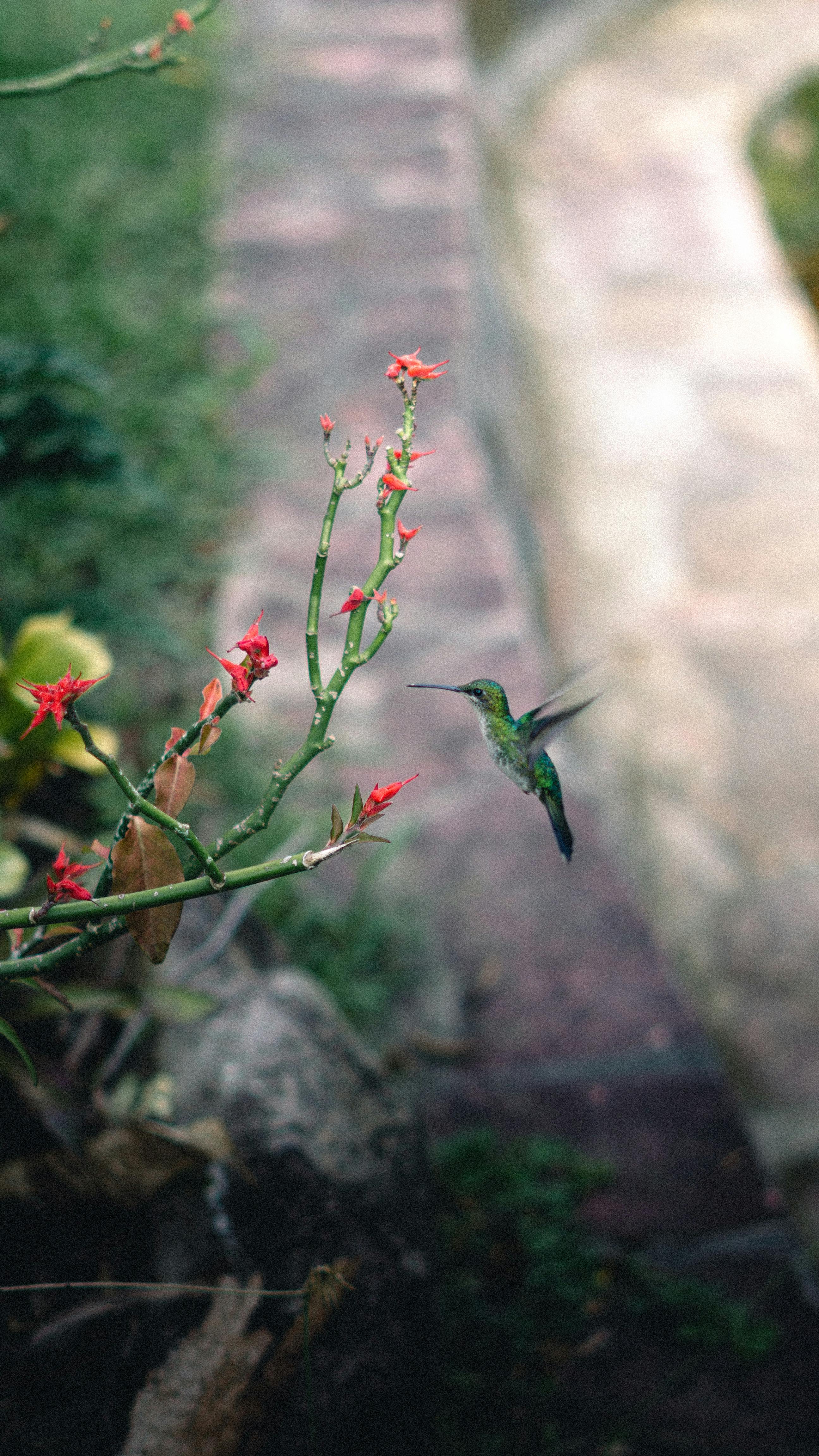 Pássaros Azuis Photos, Download The BEST Free Pássaros Azuis Stock ...