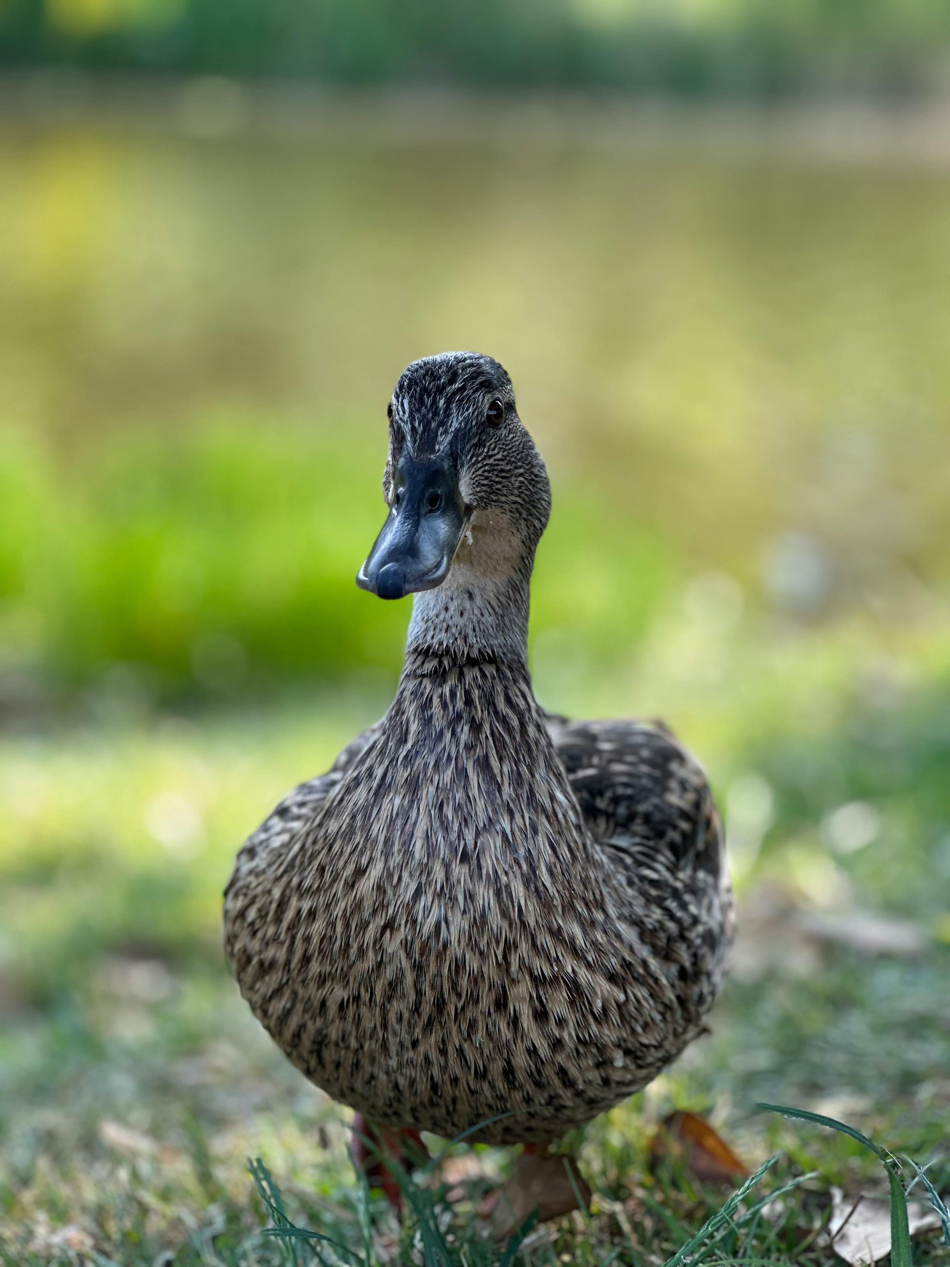 Swan and Ducks on Lake · Free Stock Photo