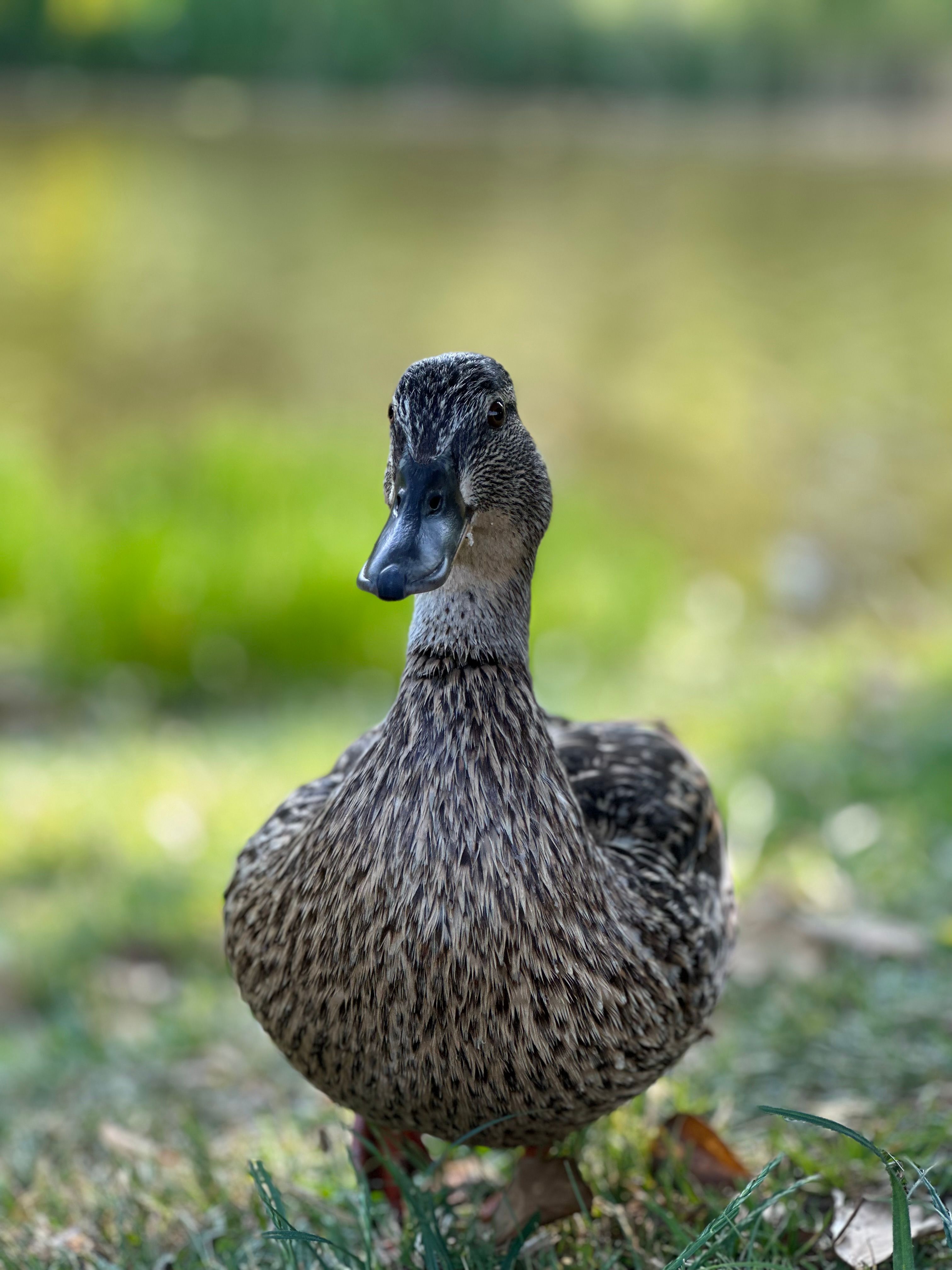 Portrait of a Mallard · Free Stock Photo
