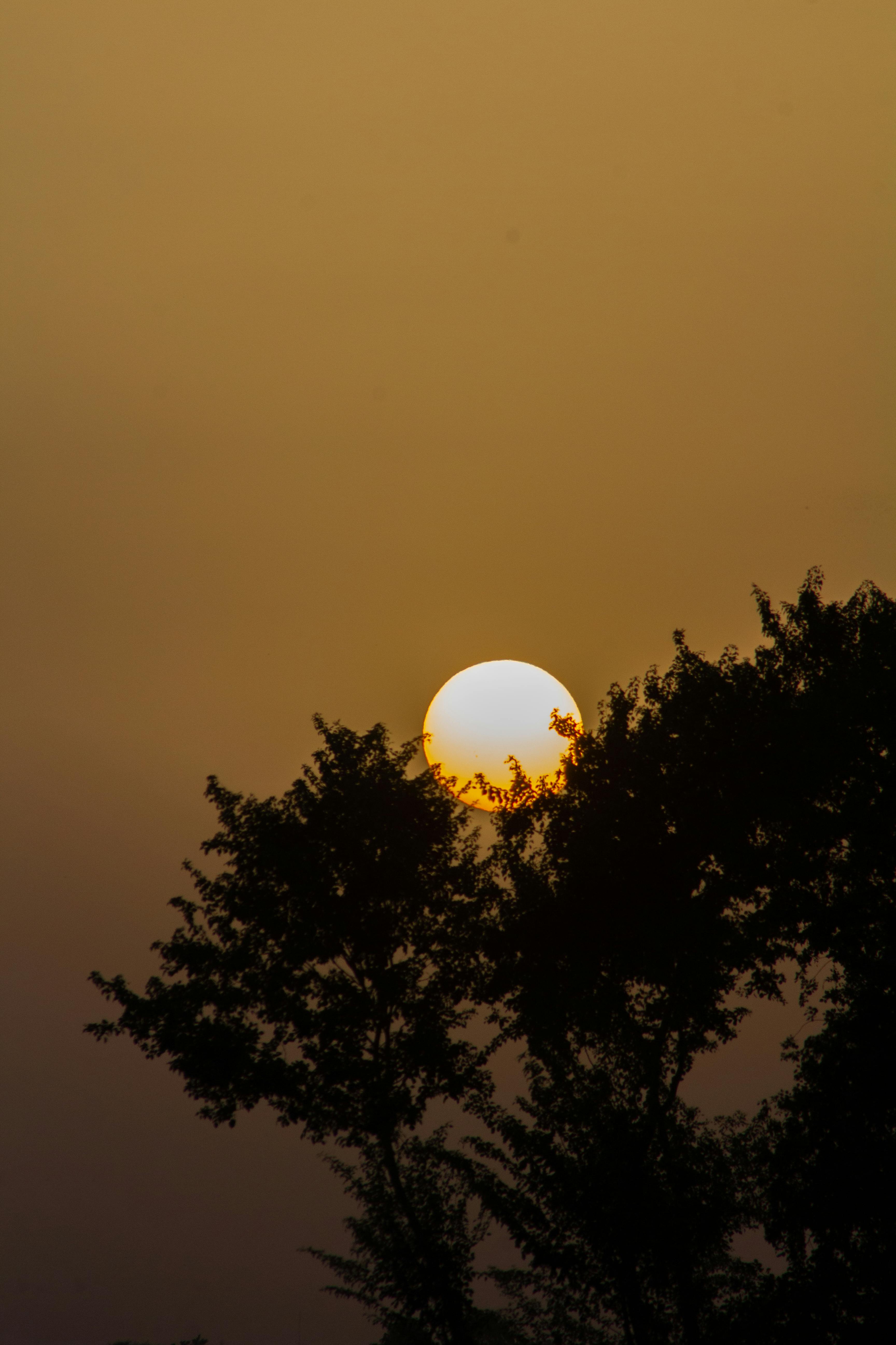 Setting Sun behind the Tree · Free Stock Photo