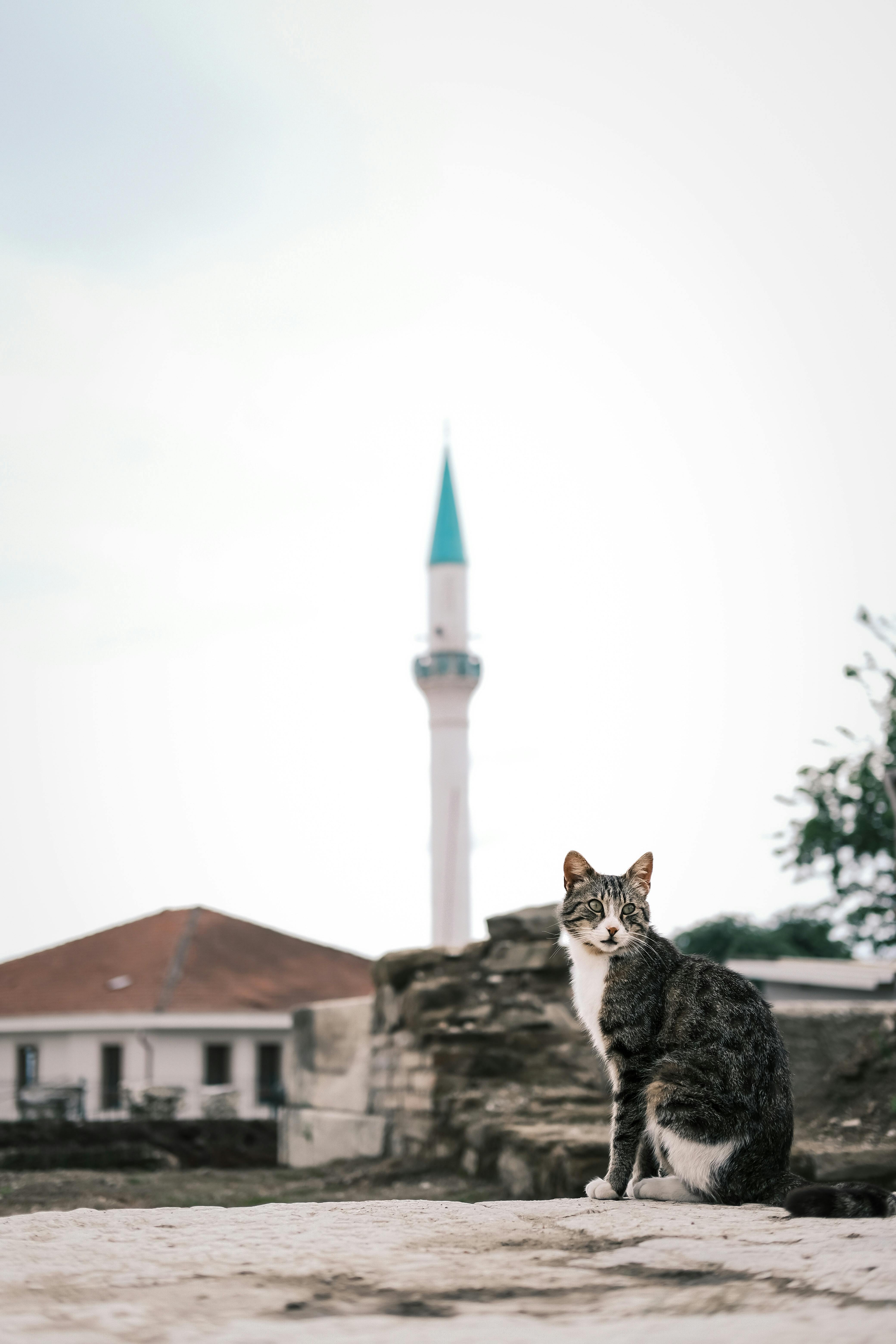 Islam Cat Photos, Download The BEST Free Islam Cat Stock Photos & HD Images