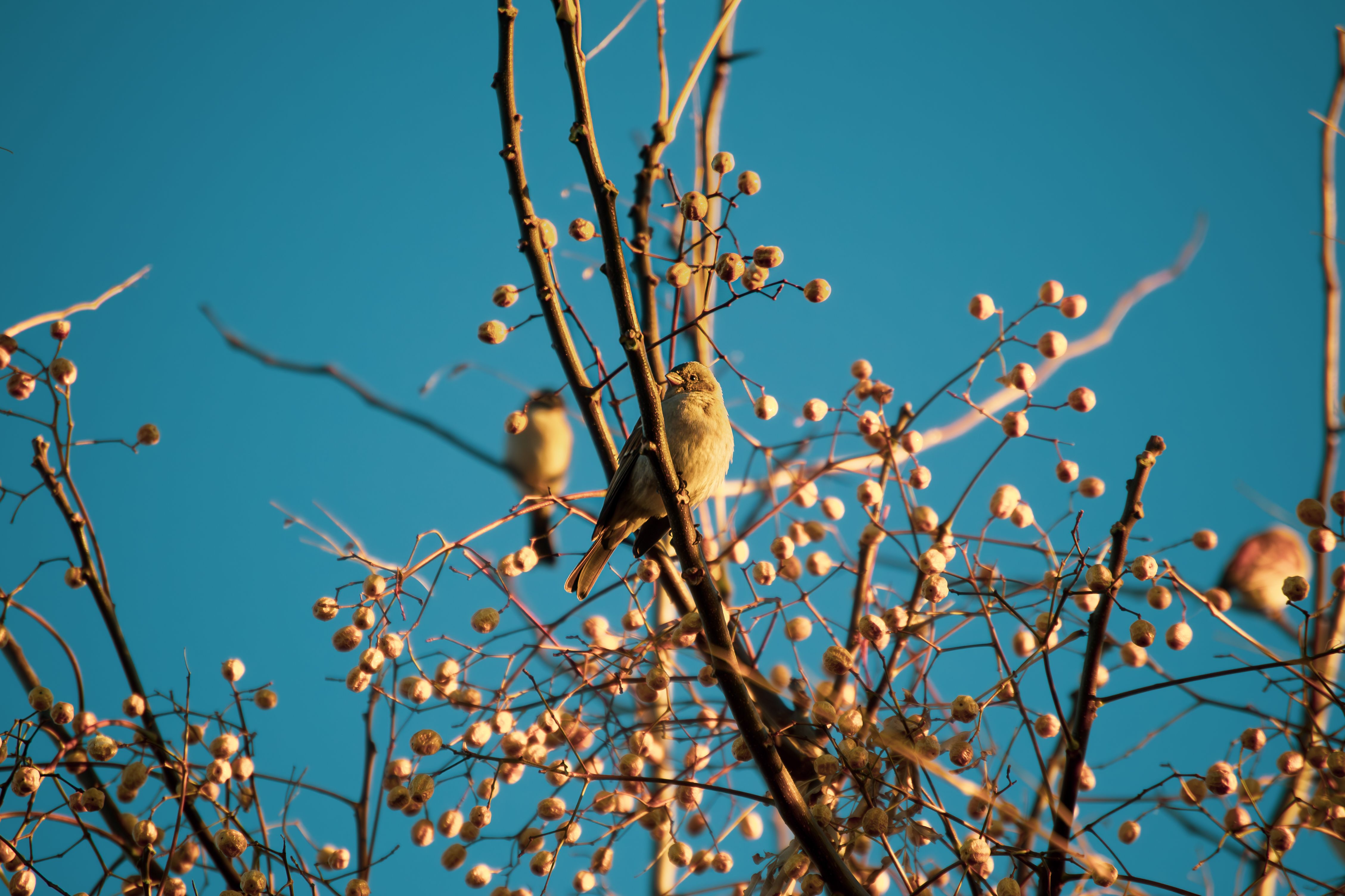 Birds Sitting on Spring Leafless Tree · Free Stock Photo