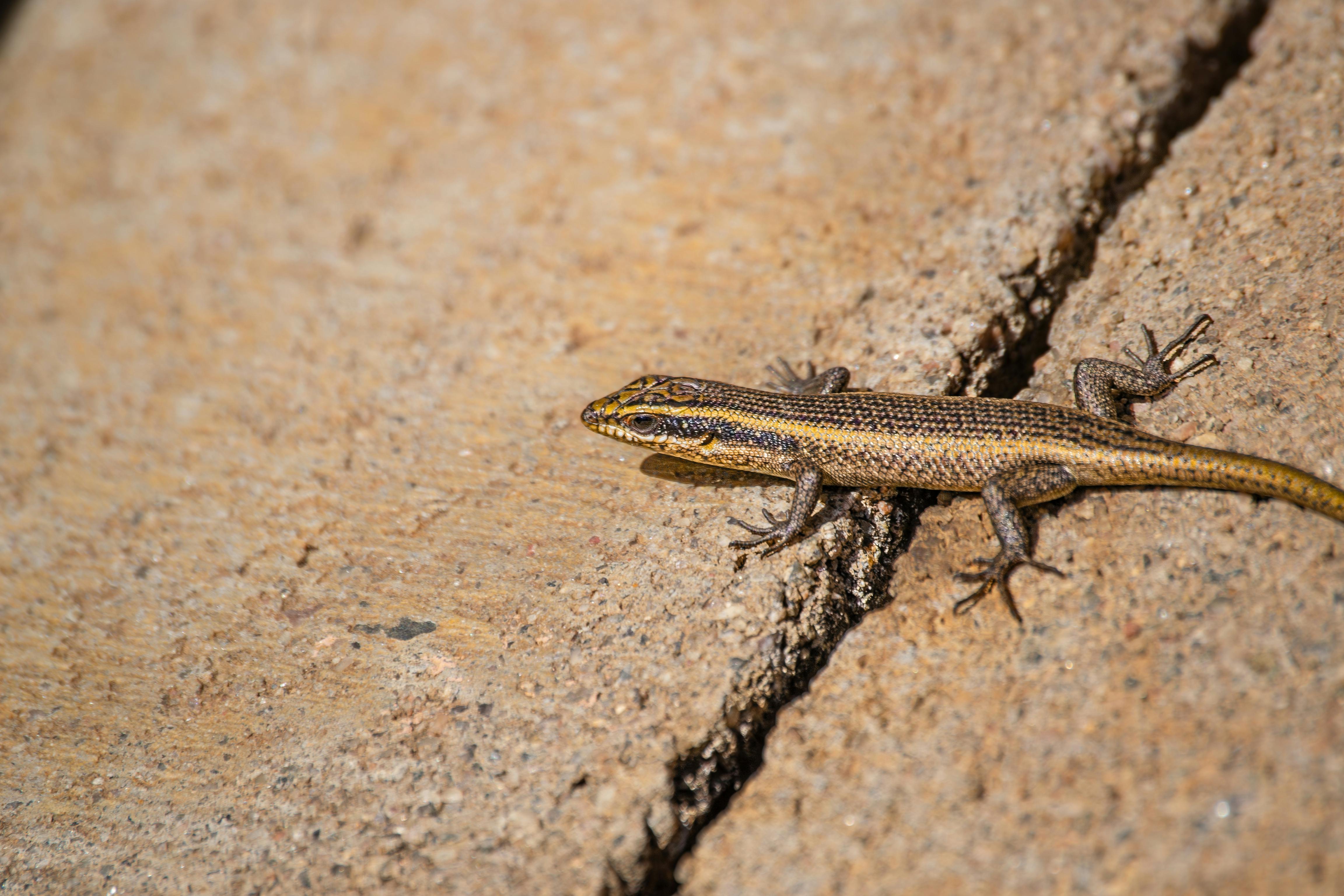 Skink Photos, Download The BEST Free Skink Stock Photos & HD Images