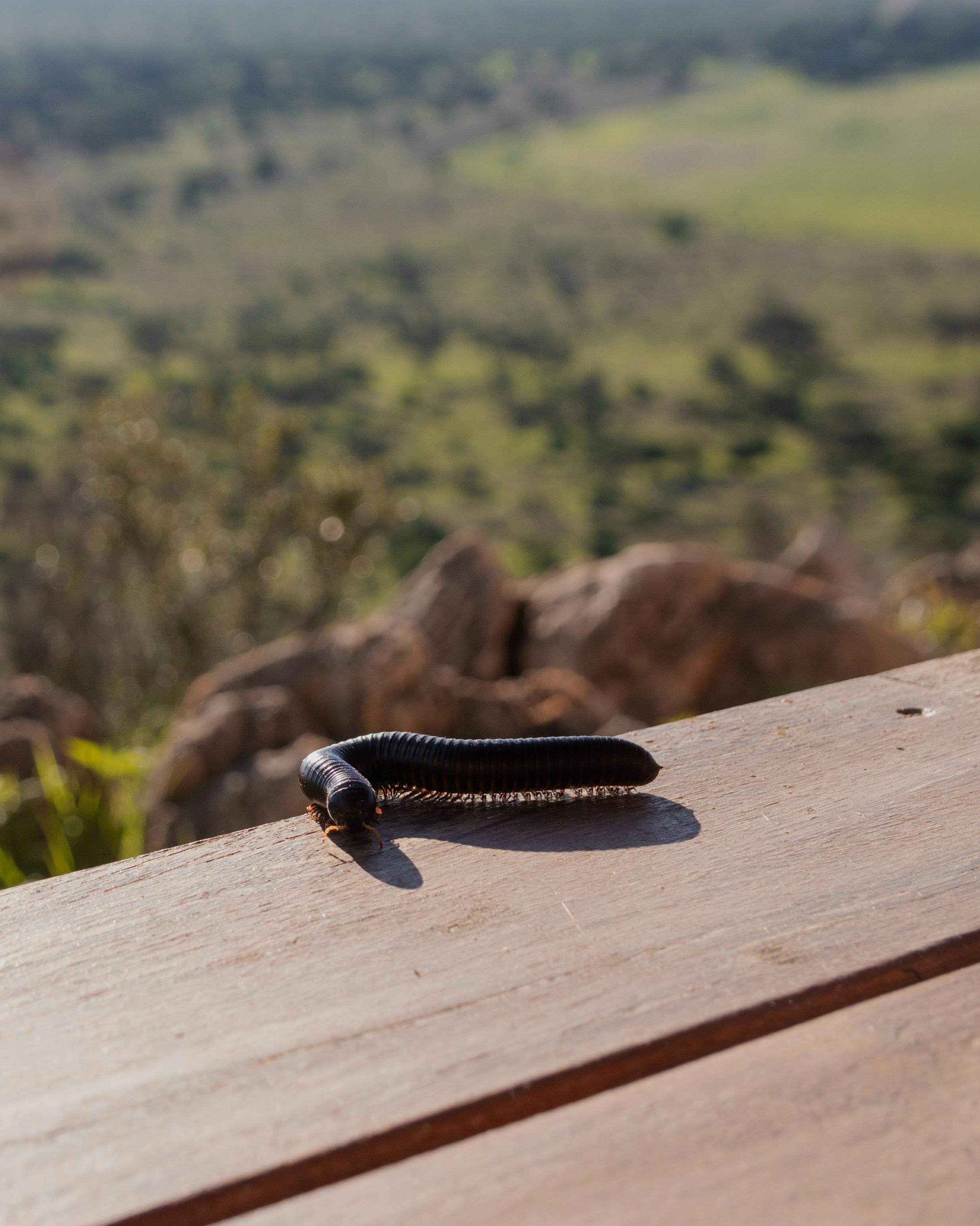 Long Shongololo Worm on Wooden Table · Free Stock Photo