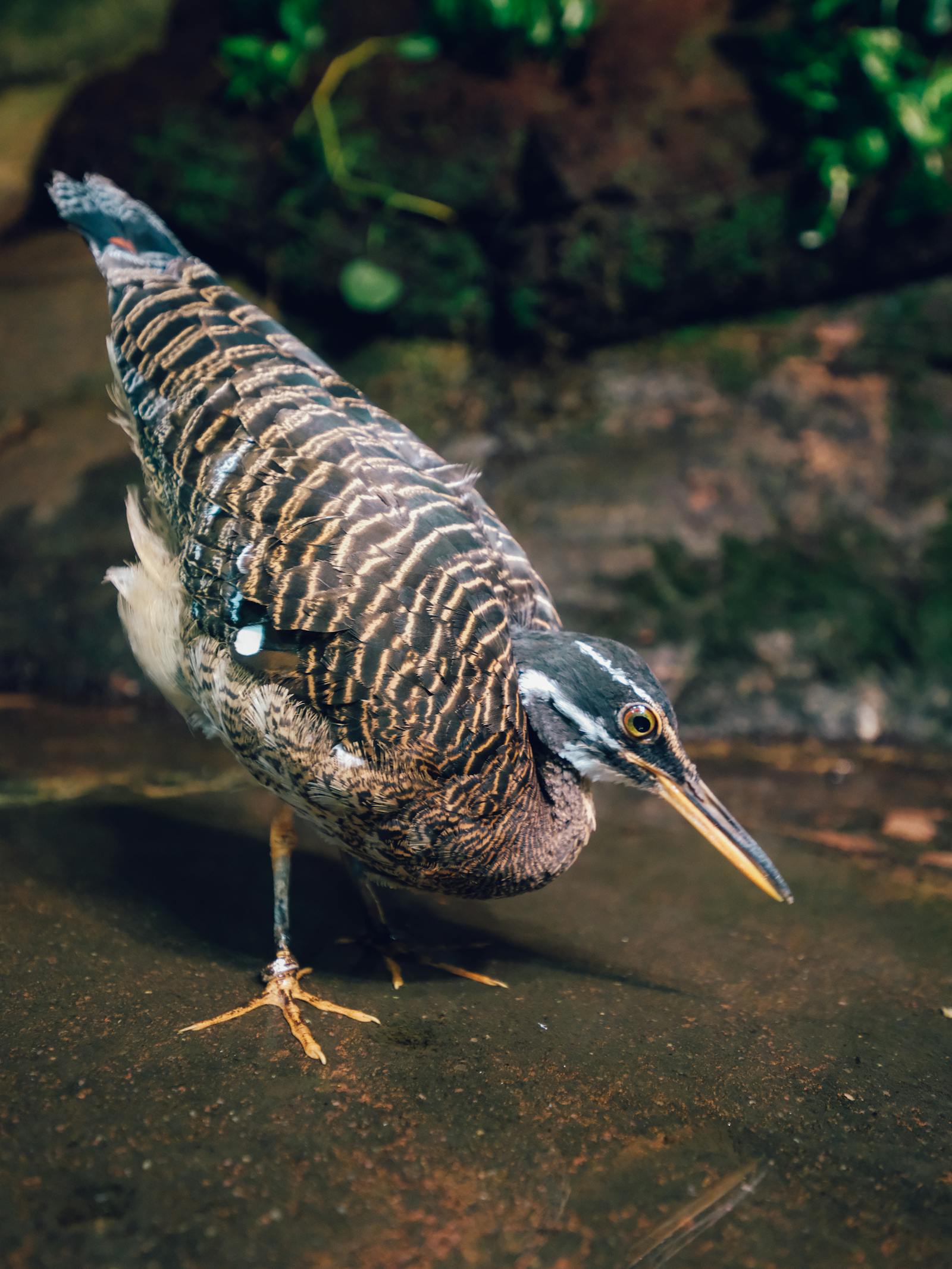Sunbittern Photos, Download The BEST Free Sunbittern Stock Photos & HD ...